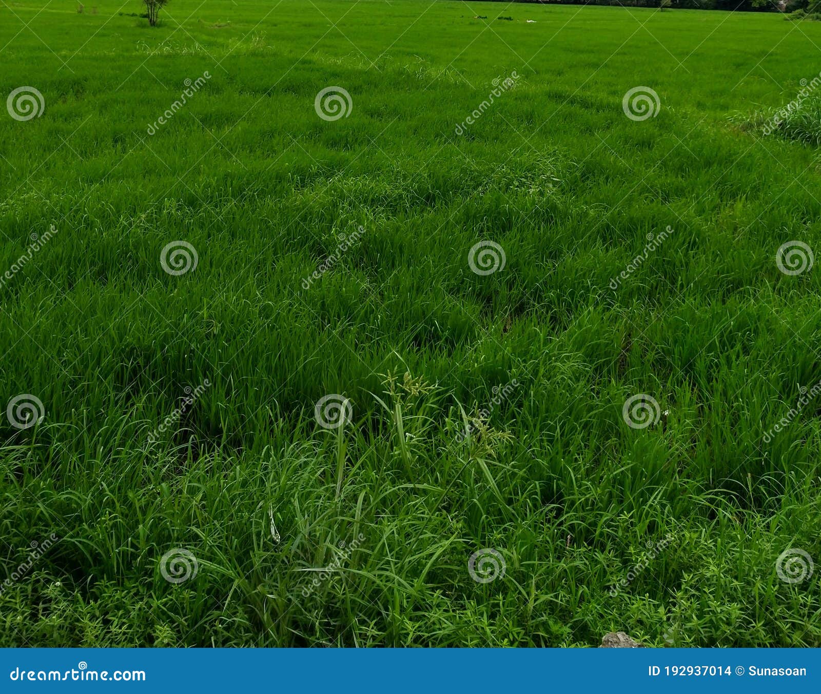 Green Peddy Rice Crop Field. Stock Photo - Image of green, peddy: 192937014