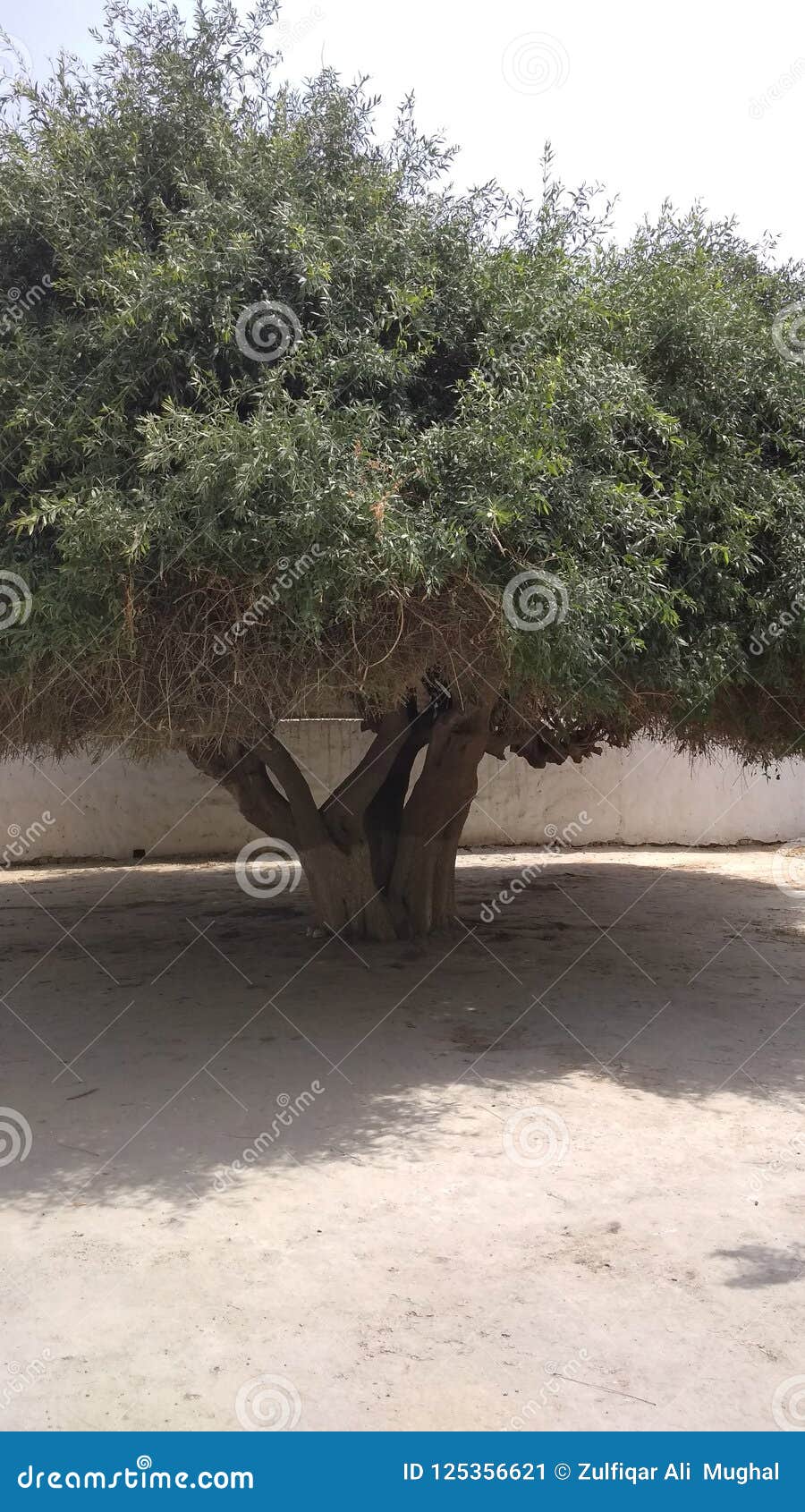 An Old and Wide Green Peelu Tree Stock Image - Image of peelu, tree ...