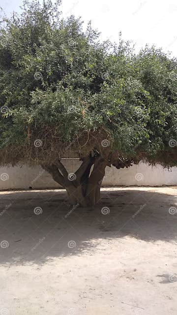 An Old and Wide Green Peelu Tree Stock Image - Image of peelu, tree ...