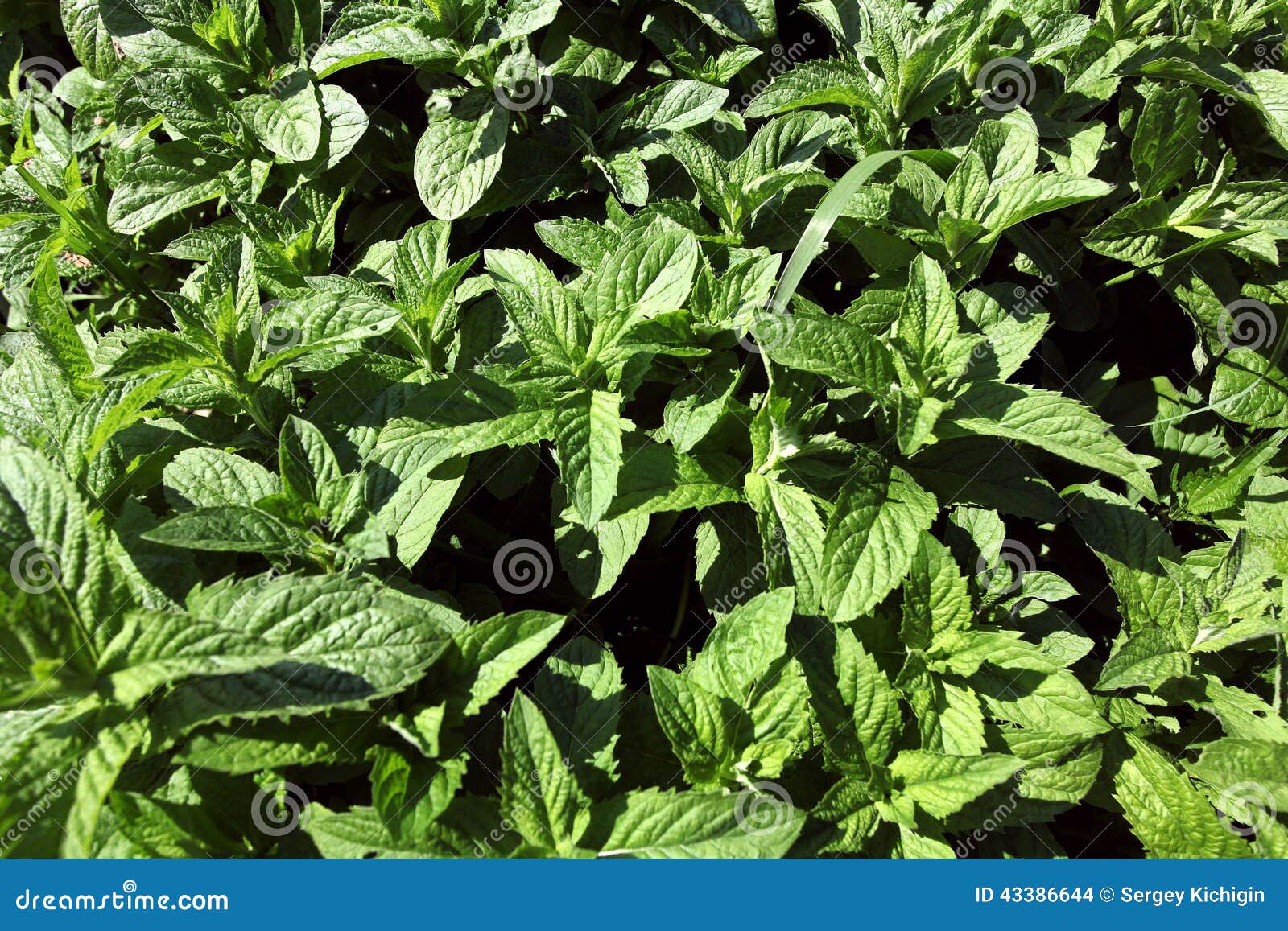 Peper Mint Stock Photos - Free & Royalty-Free Stock Photos from Dreamstime