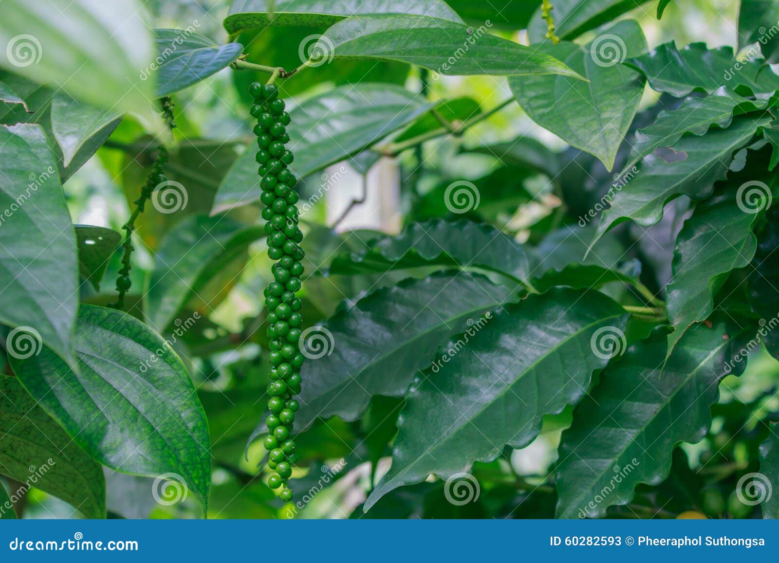 Green peper on peper tree stock image. Image of asian - 60282593