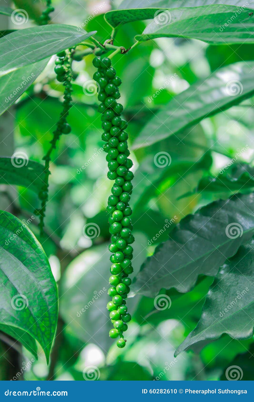 Green peper on peper tree stock photo. Image of spice - 60282610