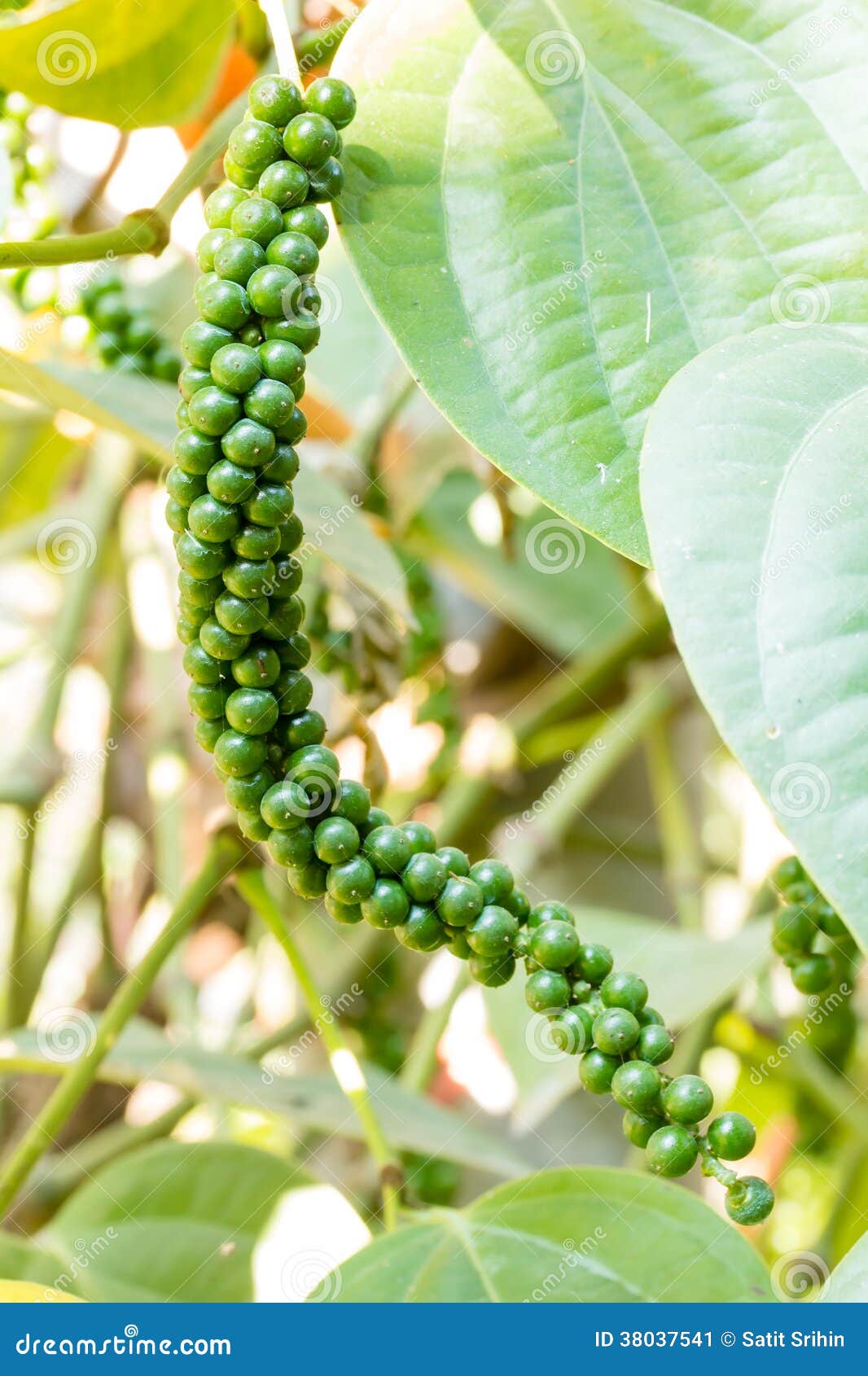 Green peper on tree stock image. Image of angiosperms - 38037541