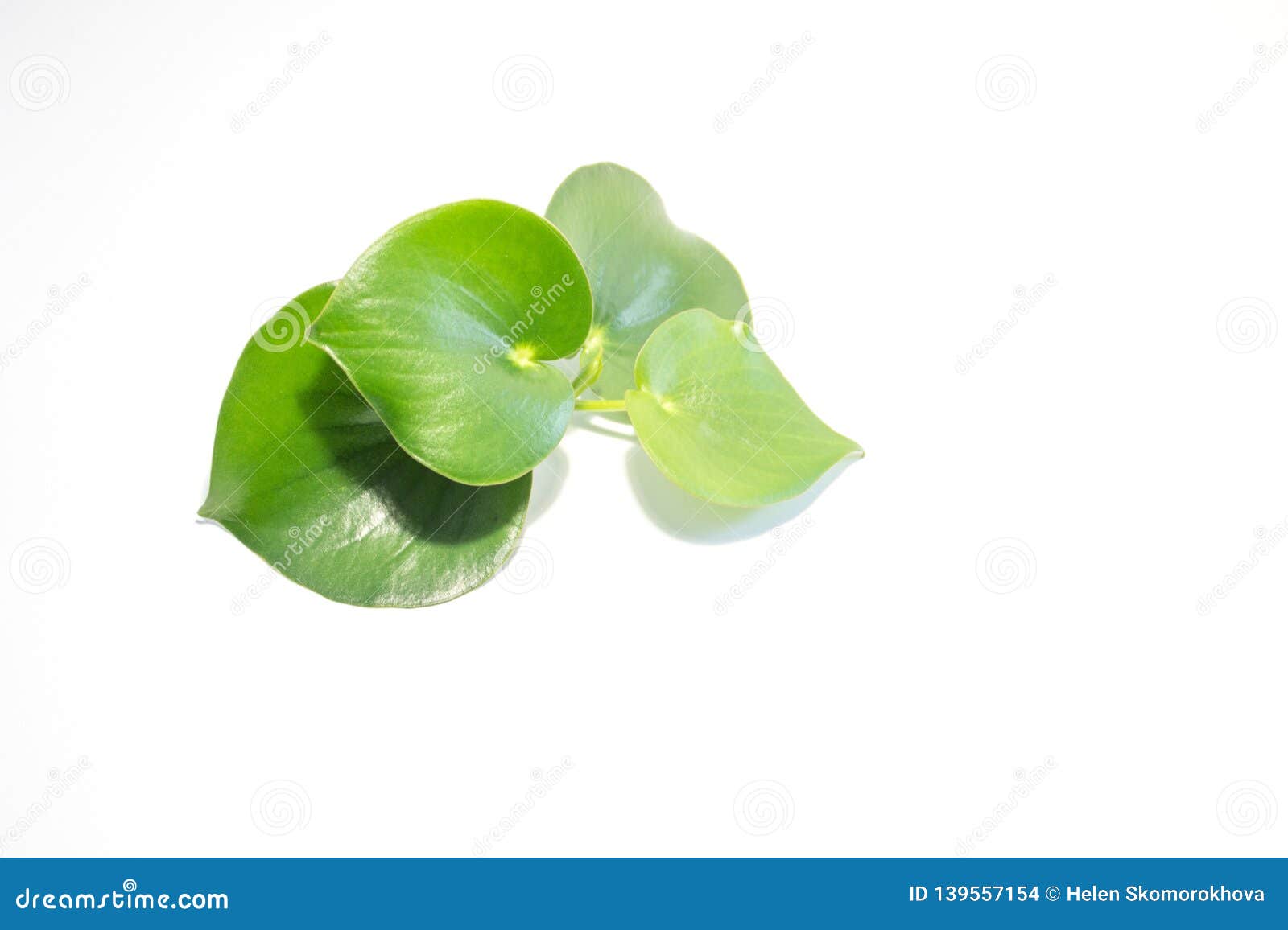Green Plants with Round Leaves on White Background Stock Photo - Image ...