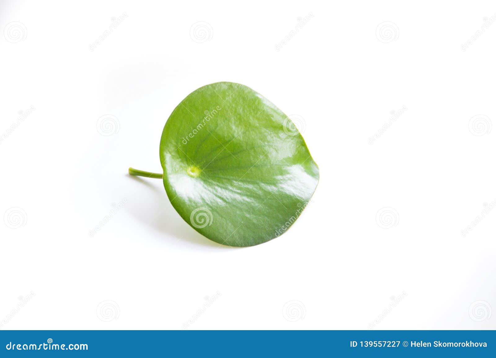 Green Plants with Round Leaves on White Background Stock Image - Image ...