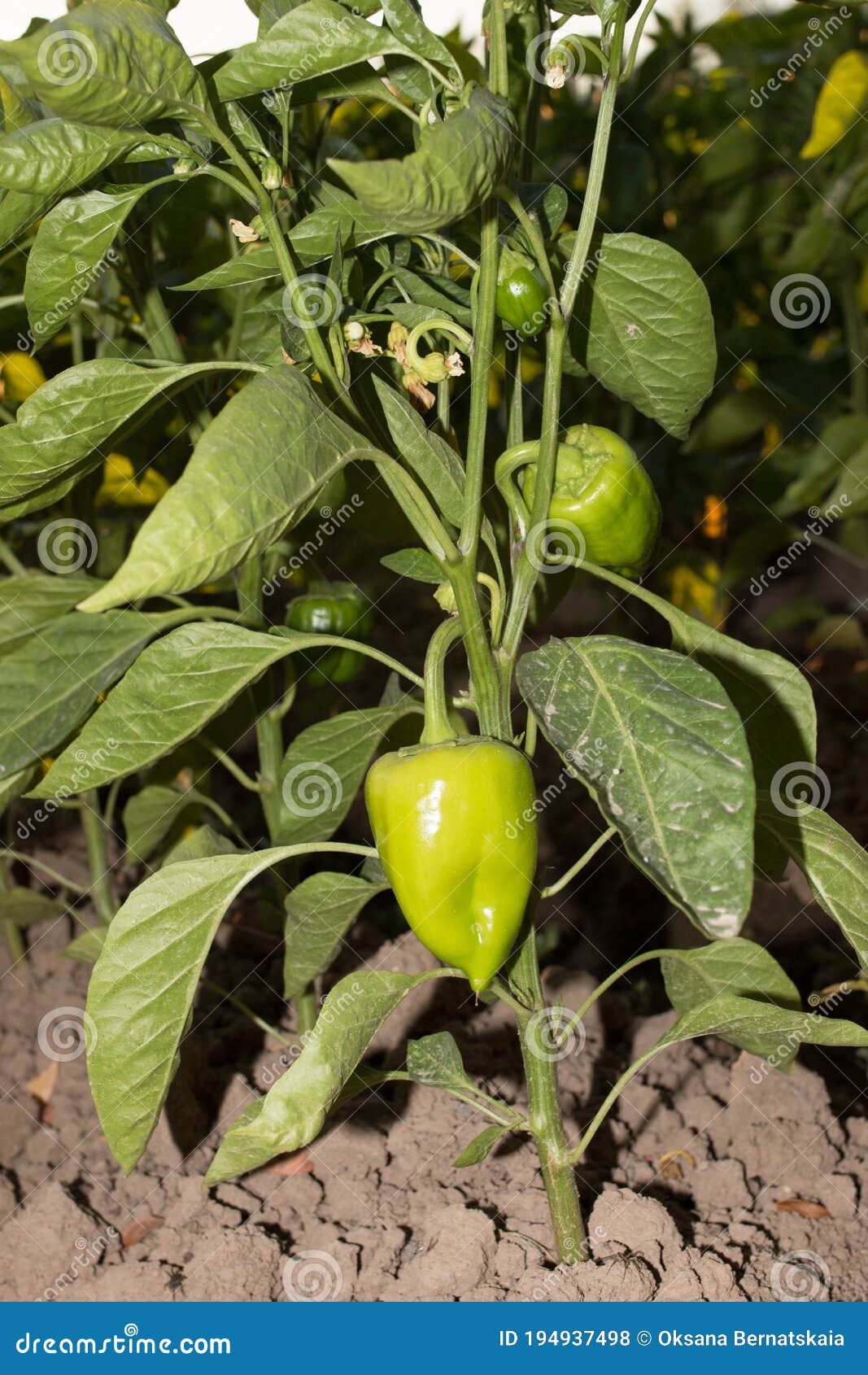 Green pepper on the bush stock photo. Image of pepper - 194937498
