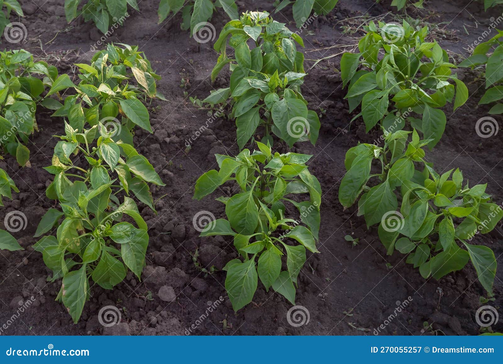 Green Pepper Bushes in Several Rows. Organic Field with Green Pepper ...