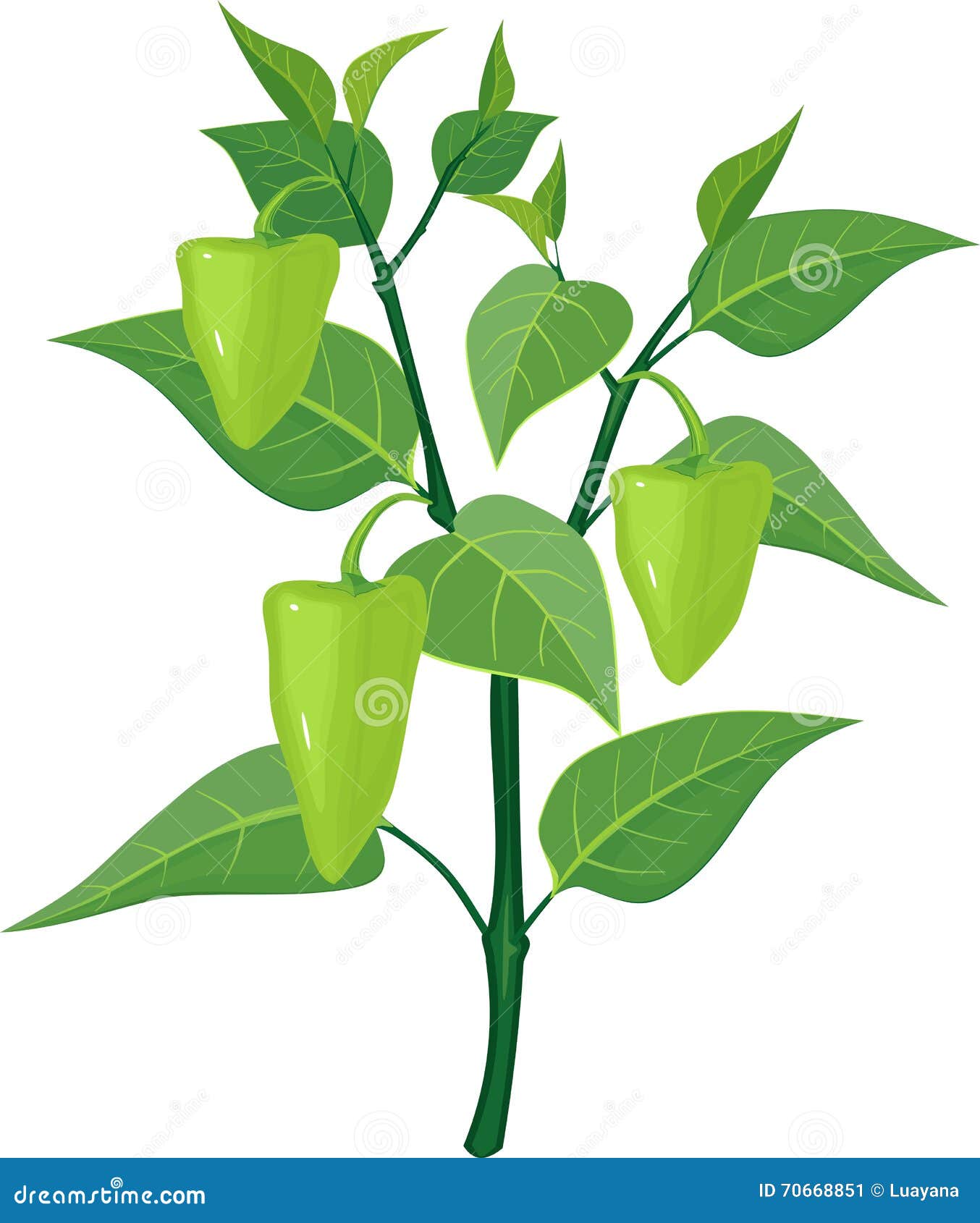 Green Pepper Plant Stock Illustrations – 5,981 Green Pepper Plant Stock ...