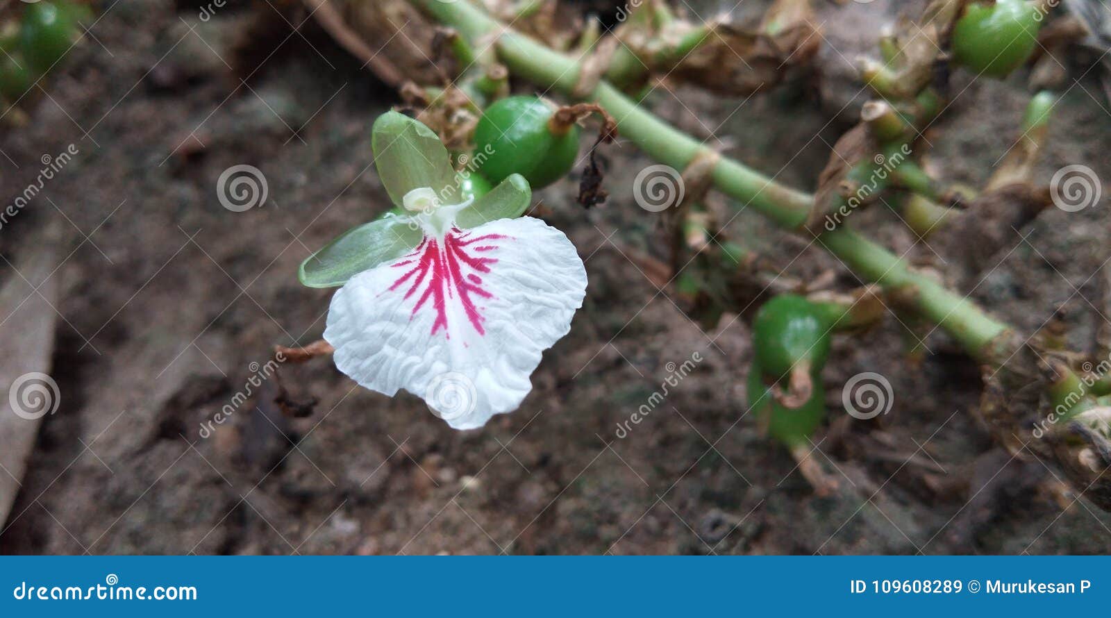 Green cardamom flower stock image. Image of flower, plant - 109608289