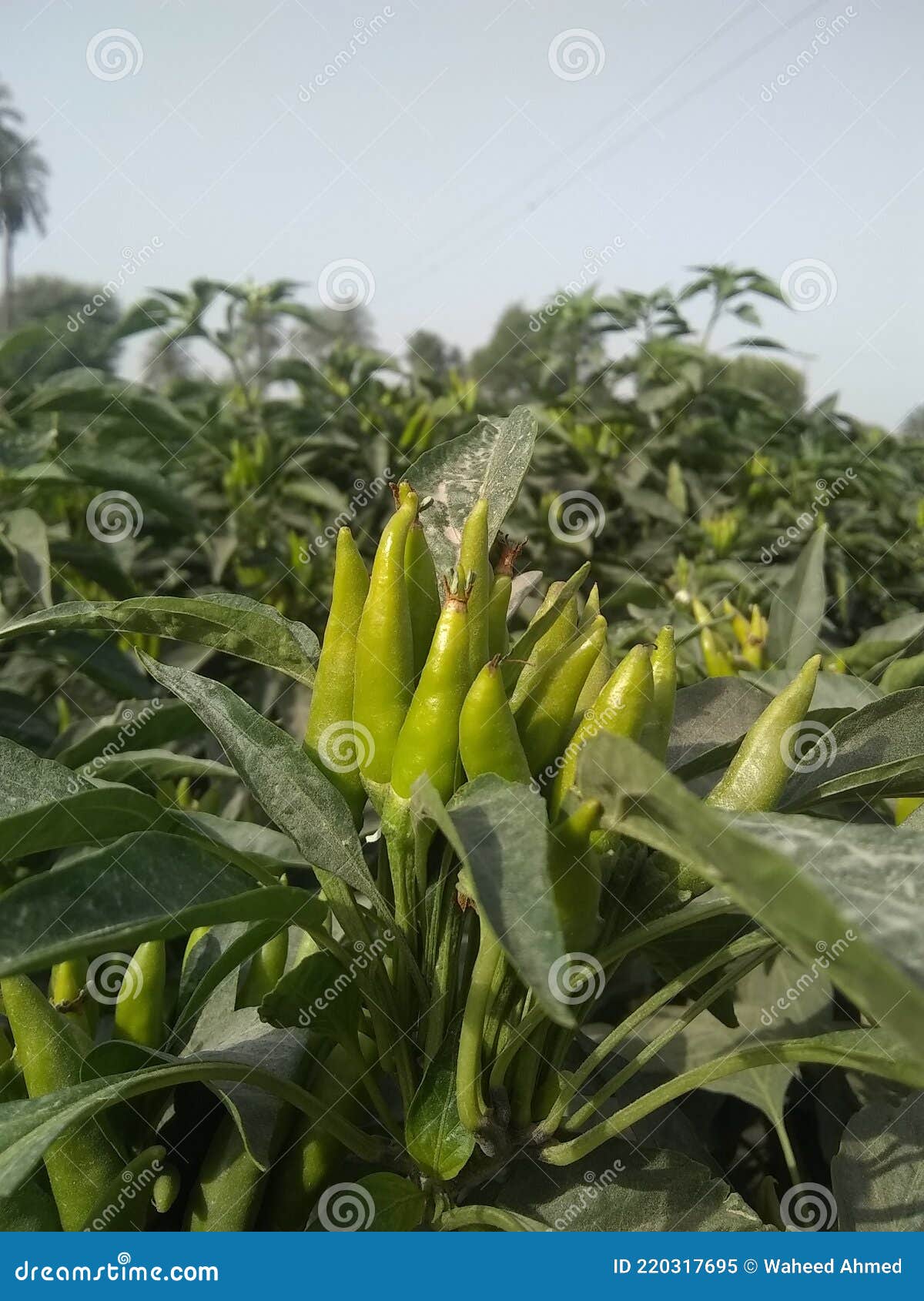 Green Pepper Plants, Chilli Stock Footage Stock Image - Image of ...