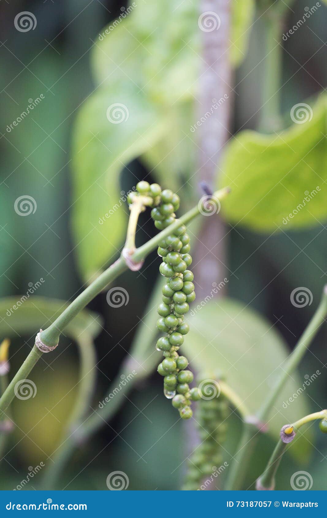 Green pepper stock image. Image of fragrant, pepper, plant - 73187057