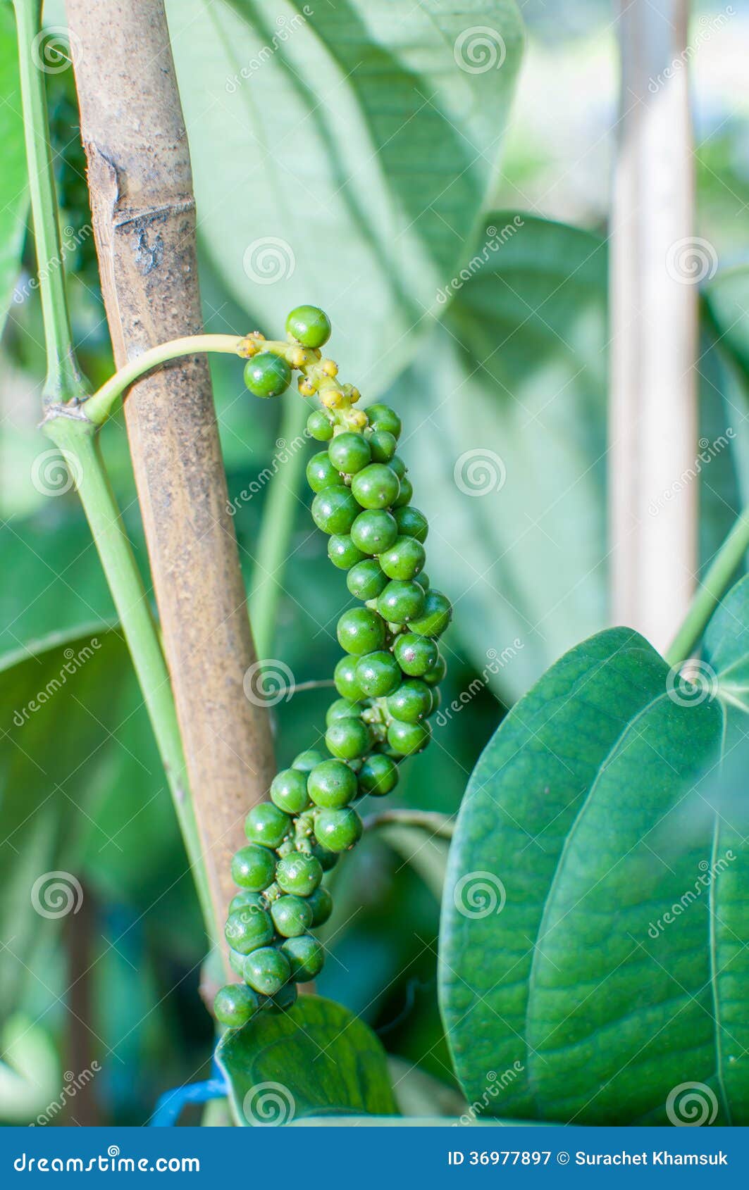 Green Pepper on tree stock image. Image of summer, green - 36977897