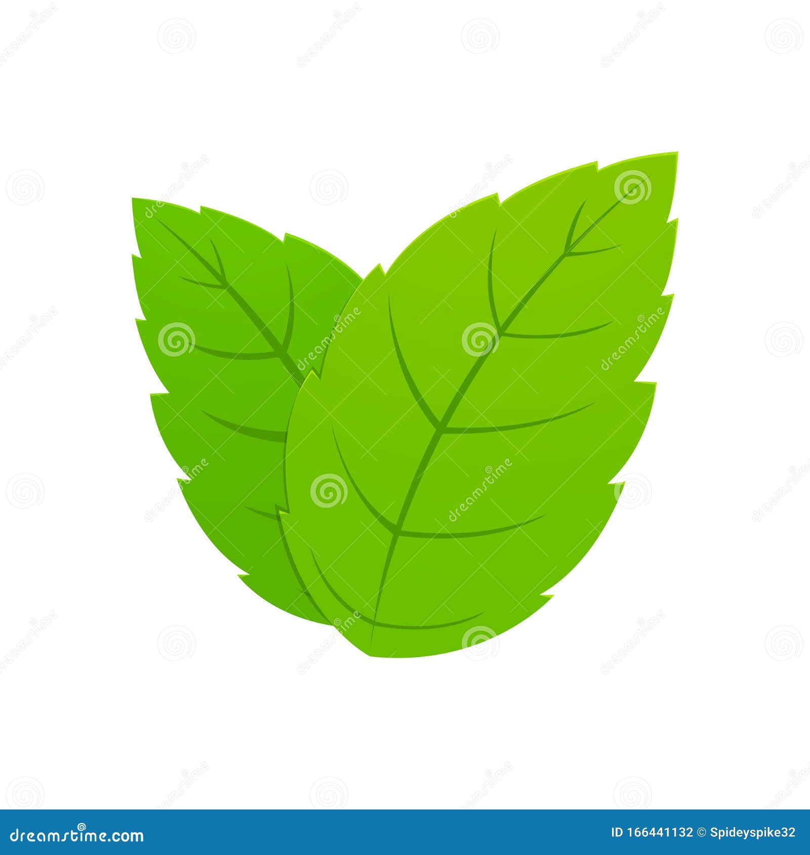 The Green Peppermint Leaf. Isolated Vector Illustration Stock ...