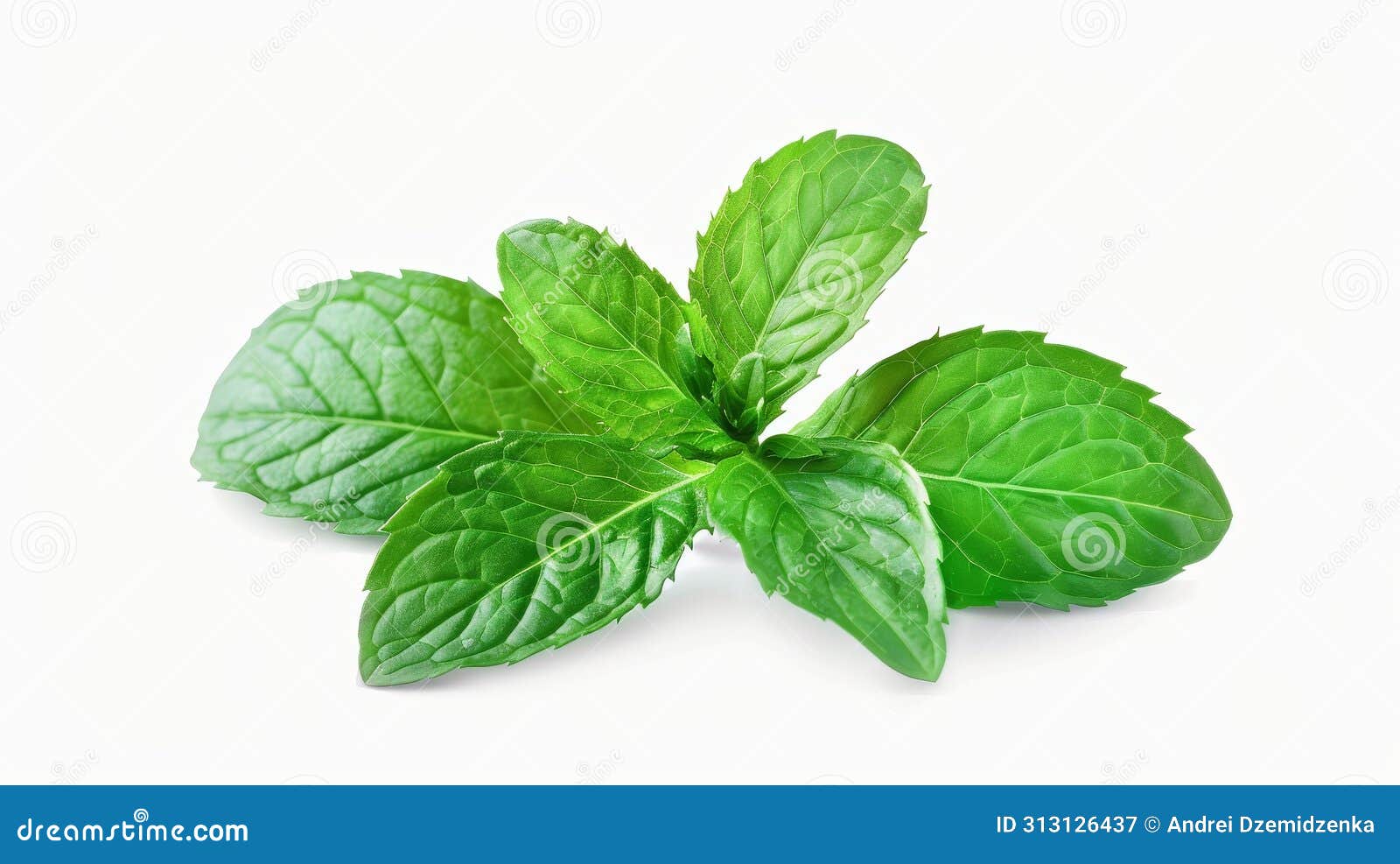 This is a Green Peppermint Leaf Isolated on White. it is a Fresh Mint ...