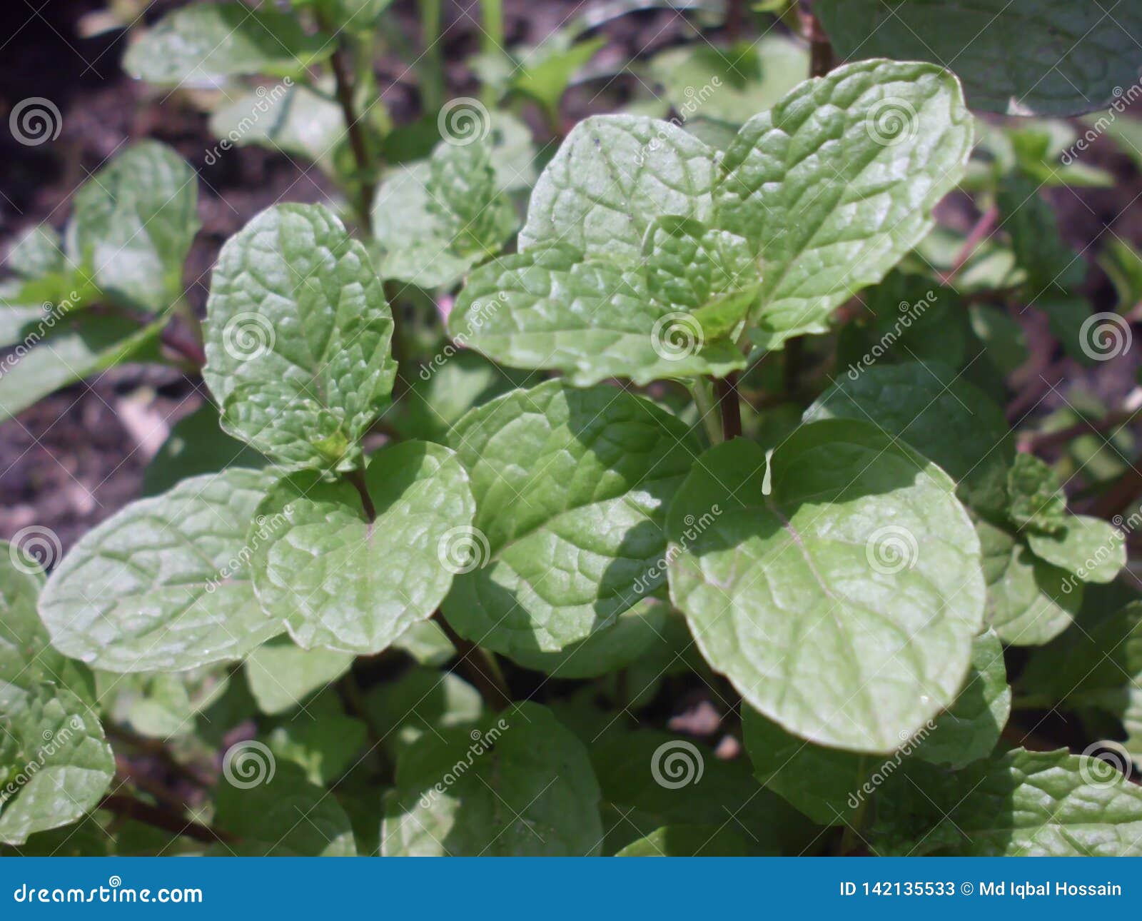 Green peppermint leaves stock image. Image of nature - 142135533