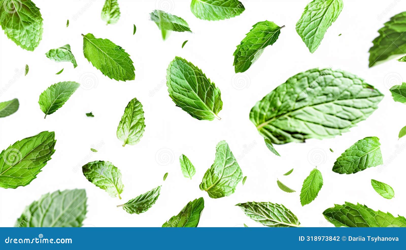Green Peppermint Leaves Flying and Falling Isolated on White Background ...