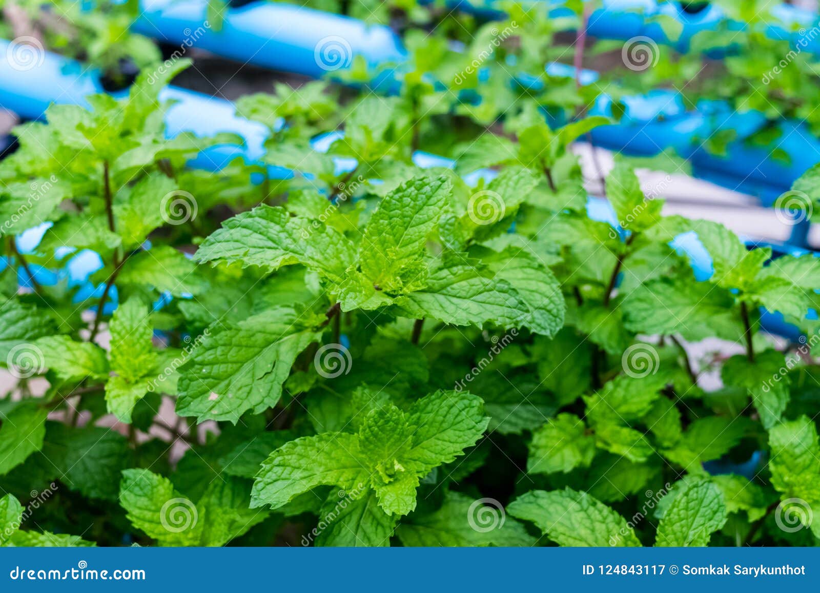 Green Peppermint trees stock image. Image of herb, natural - 124843117