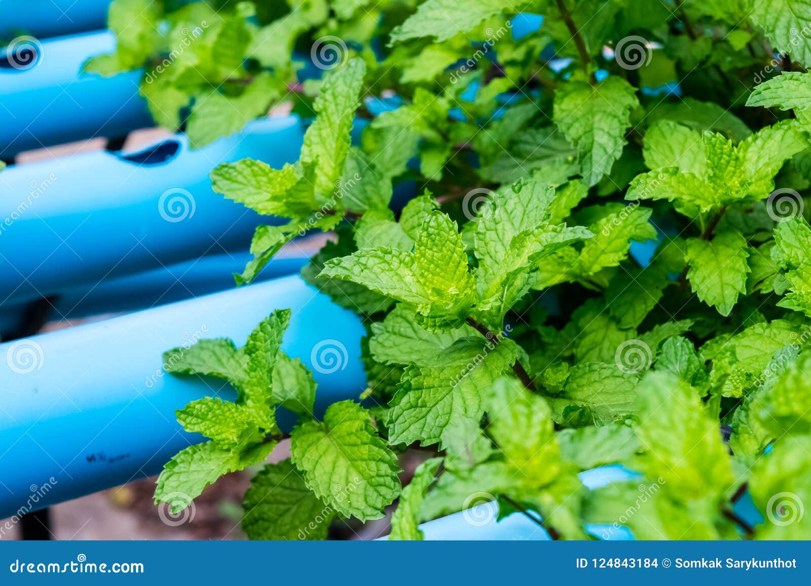 Green Peppermint trees stock photo. Image of aromatic - 124843184