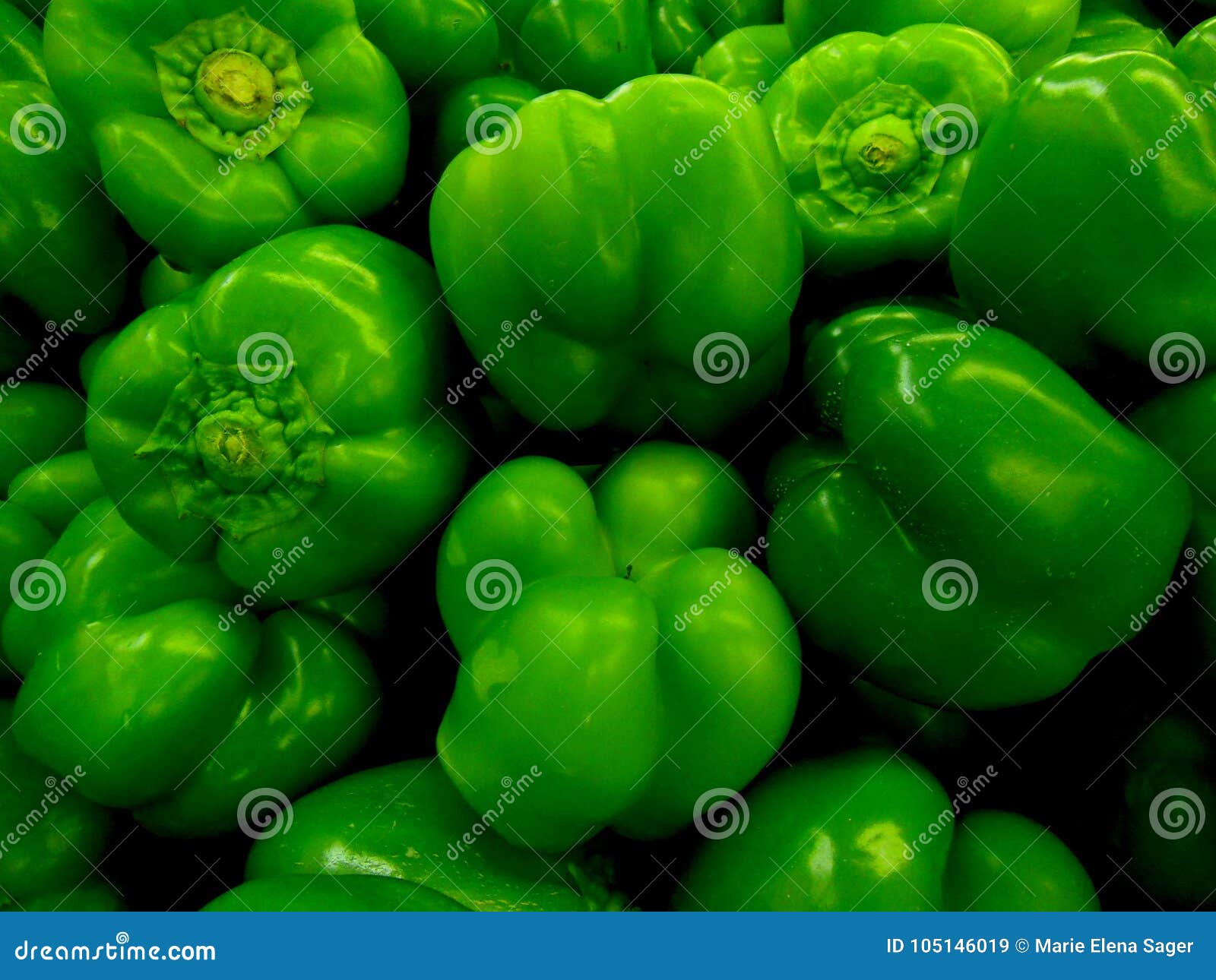 Green Peppers Farm Fresh stock image. Image of farm - 105146019