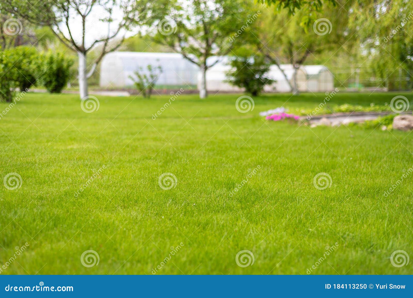 Green Perfect Lawn in the Backyard Stock Photo - Image of green, ground ...