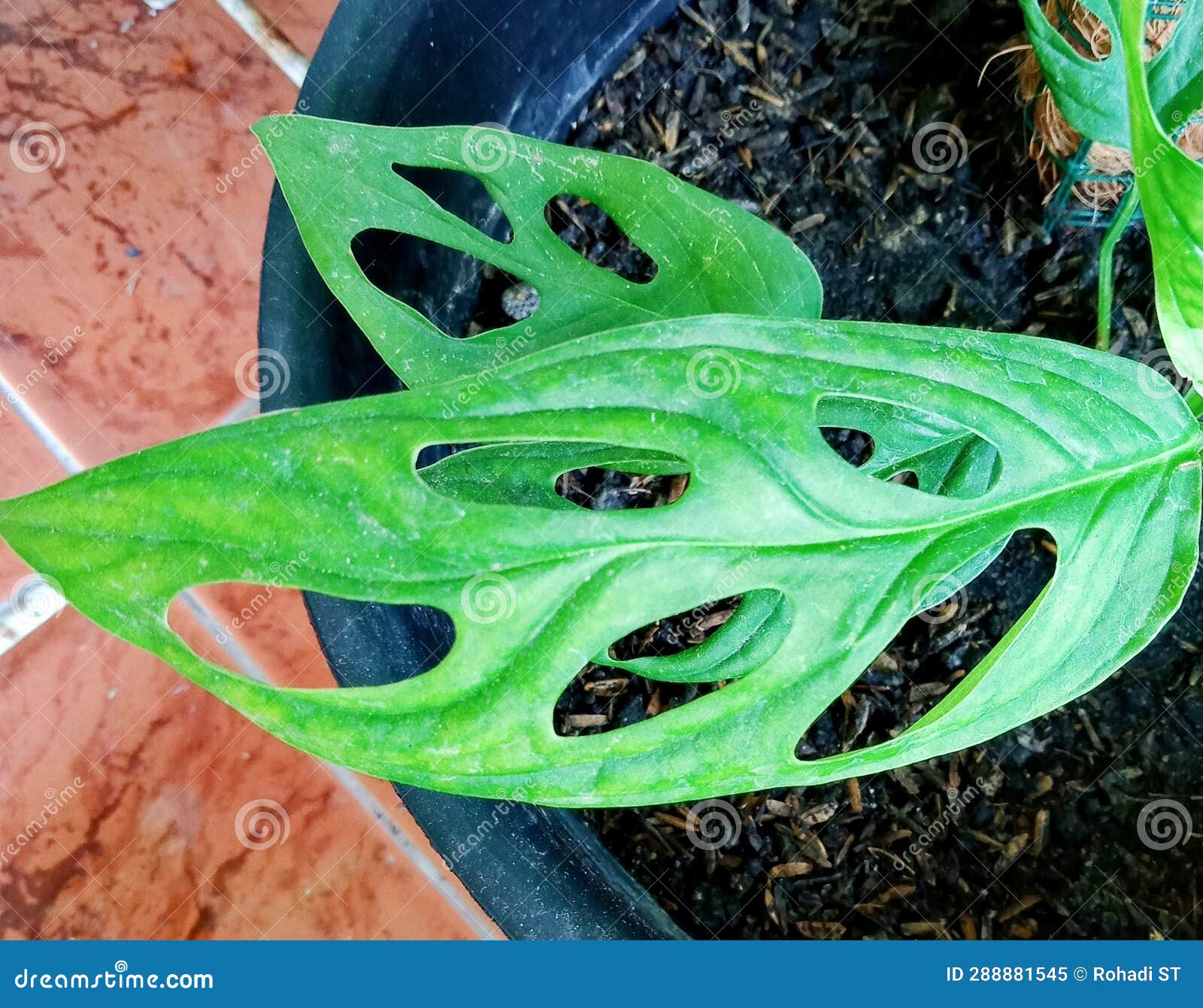 The Green, Perforated Leaves are Very Beautiful and Unique Stock Image ...