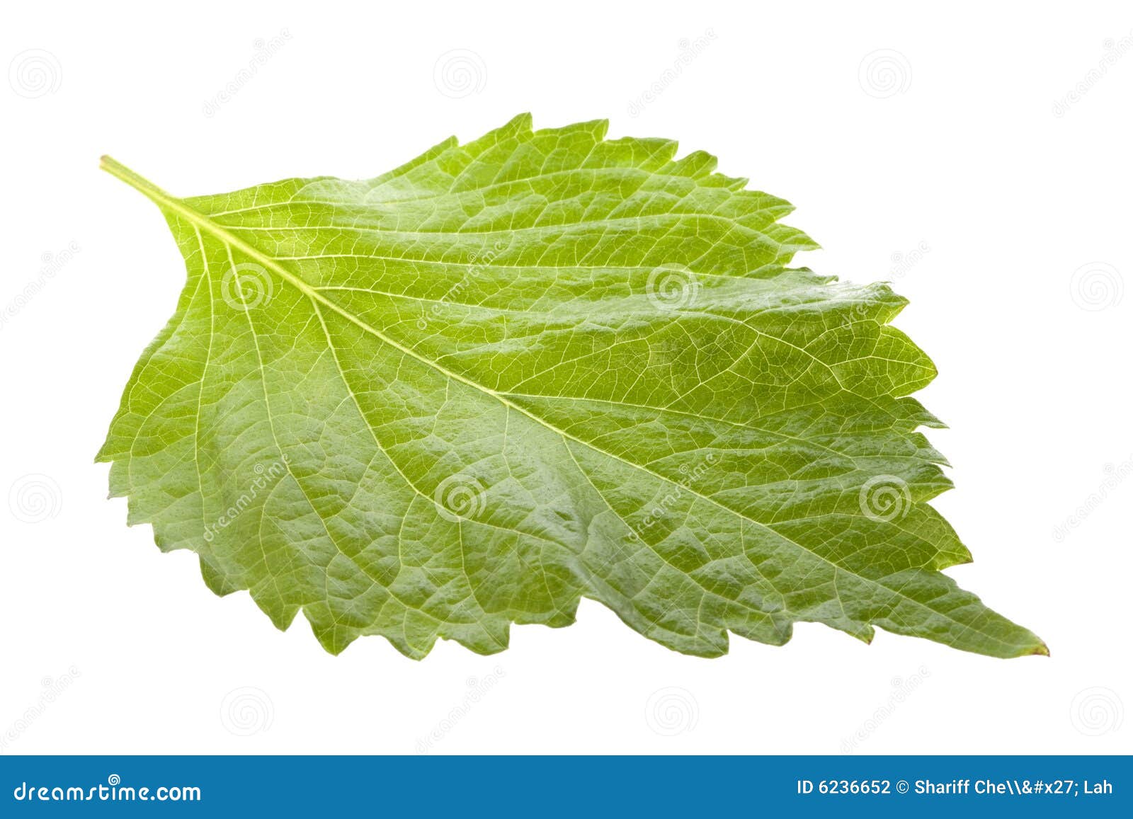 Green Perilla Leaf Isolated Stock Photo - Image of detail, herb: 6236652