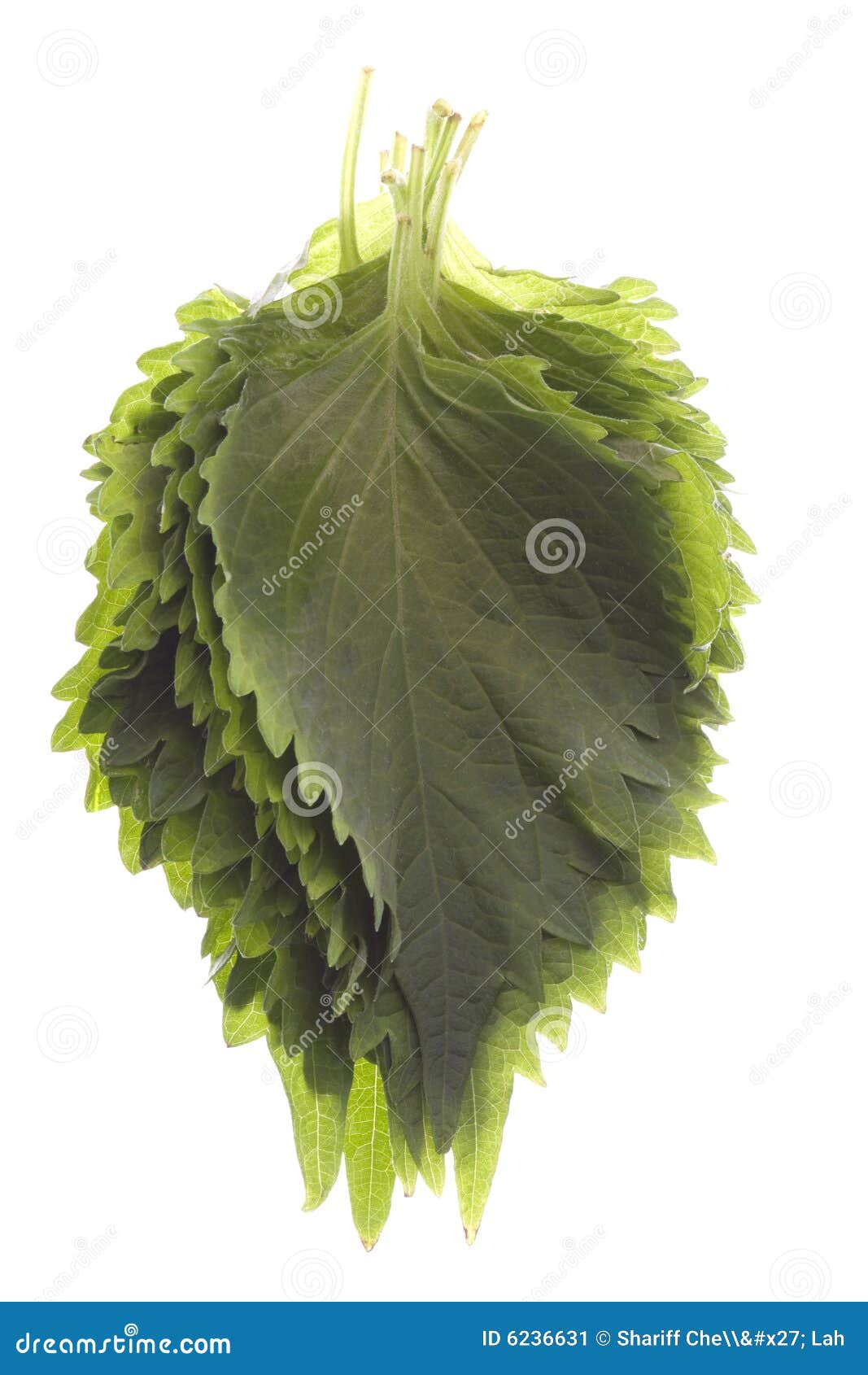 Green Perilla Leaves Isolated Stock Image - Image of ingredient ...