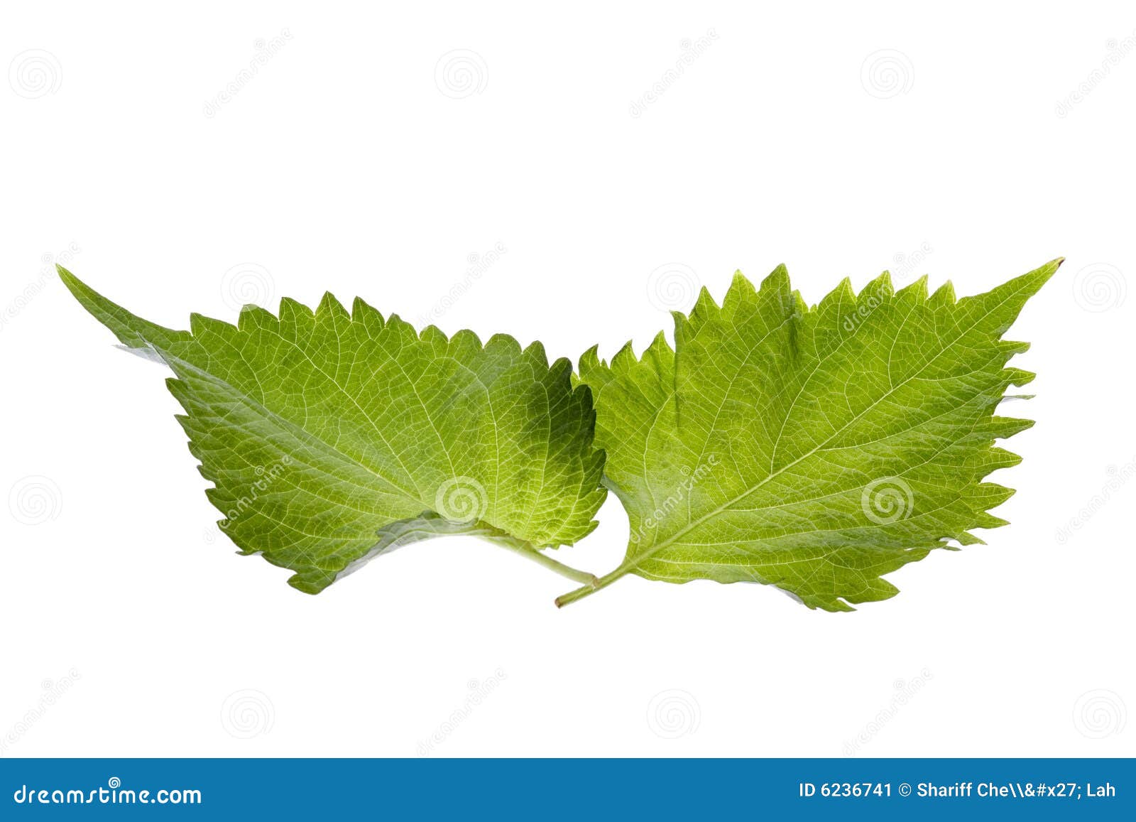 Green Perilla Leaves Isolated Stock Image - Image of aroma, fresh: 6236741