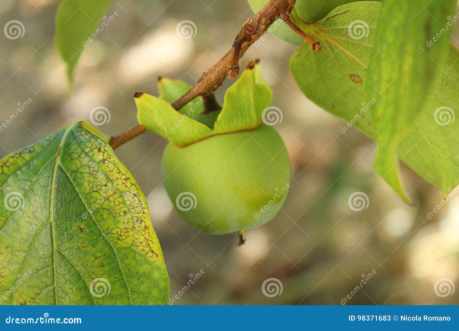 Green Persimmon on the Branch Stock Image - Image of fruit, branch ...