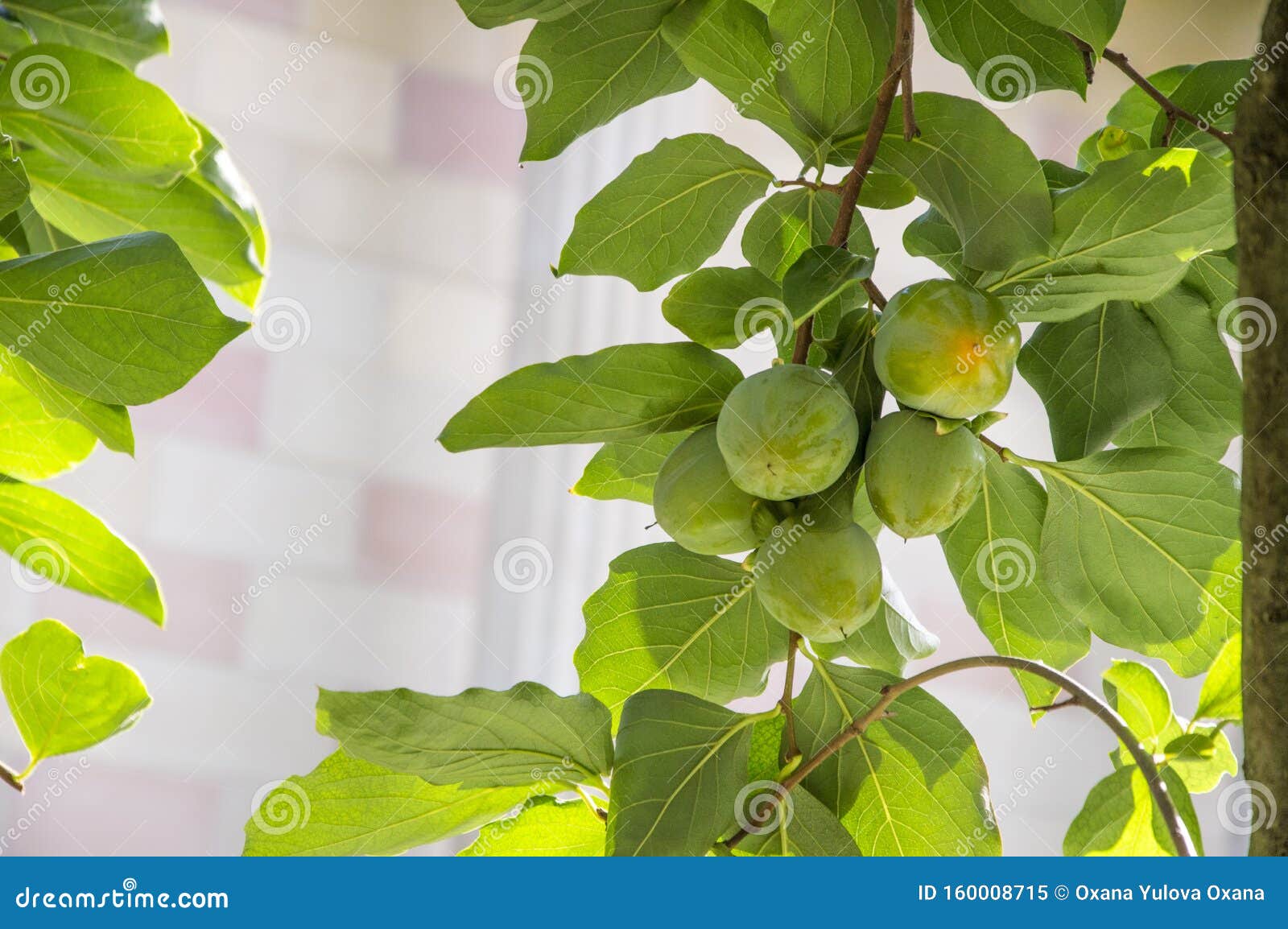 Green Persimmon on the Branches of a Tree among the Leaves Stock Image ...