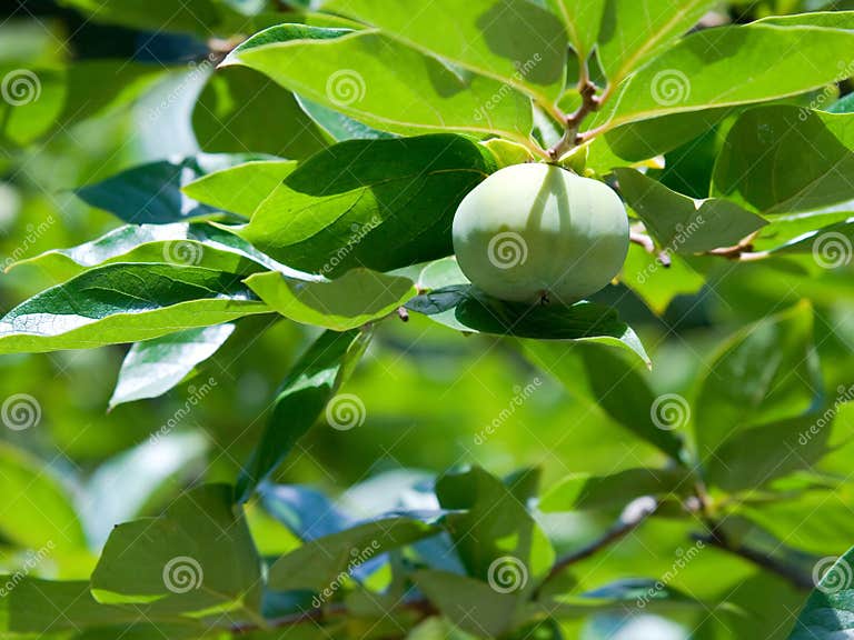 Green persimmon fruit stock photo. Image of furit, harvest - 7853866