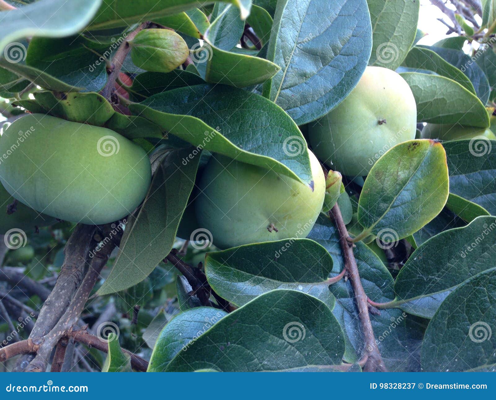 Green Persimmon Fruits on the Tree Stock Image - Image of beautiful ...