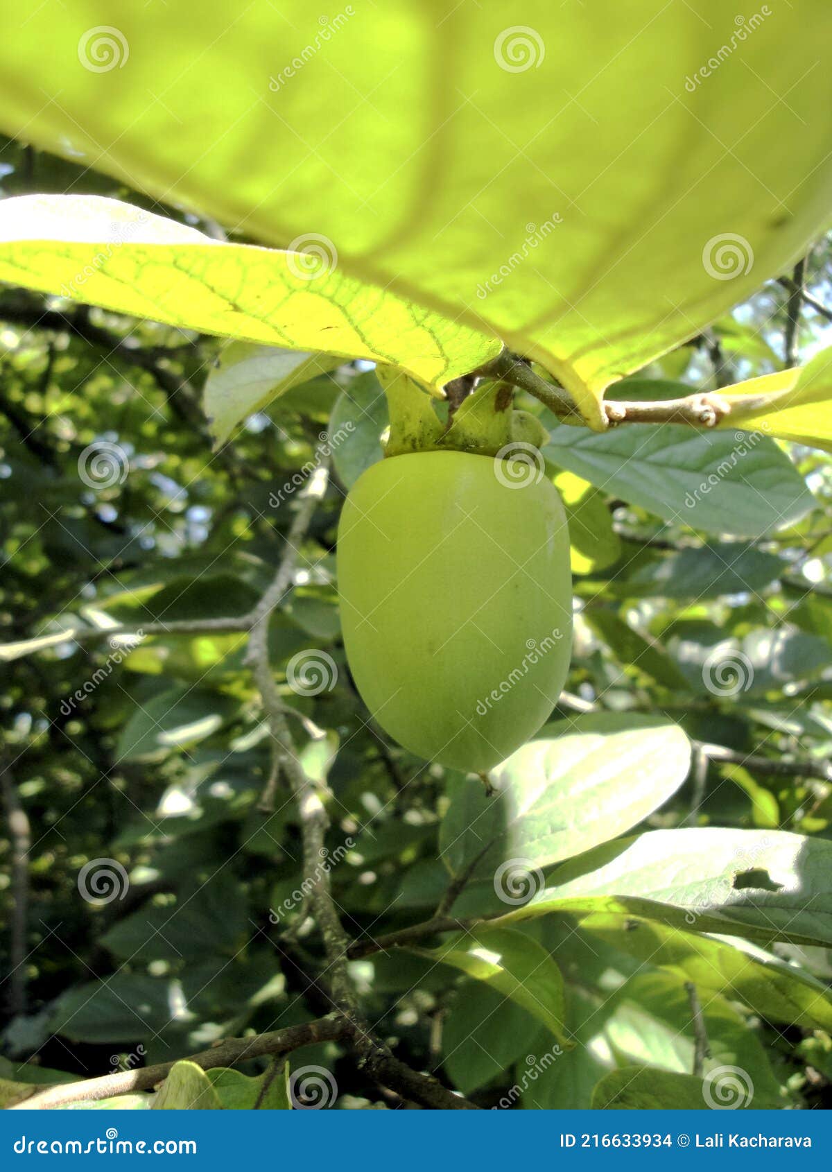 Green persimmon stock photo. Image of persimmons, branch - 216633934
