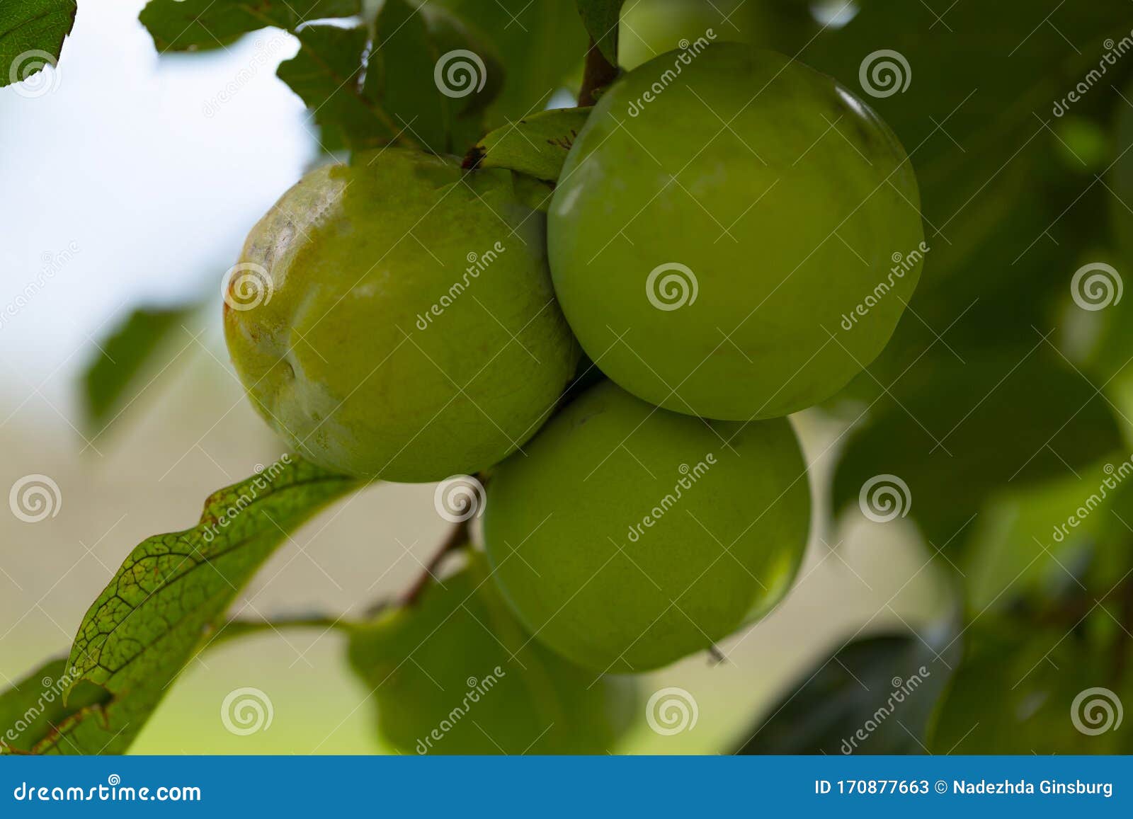 Green Persimmon on the Tree Stock Image - Image of agriculture, edible ...