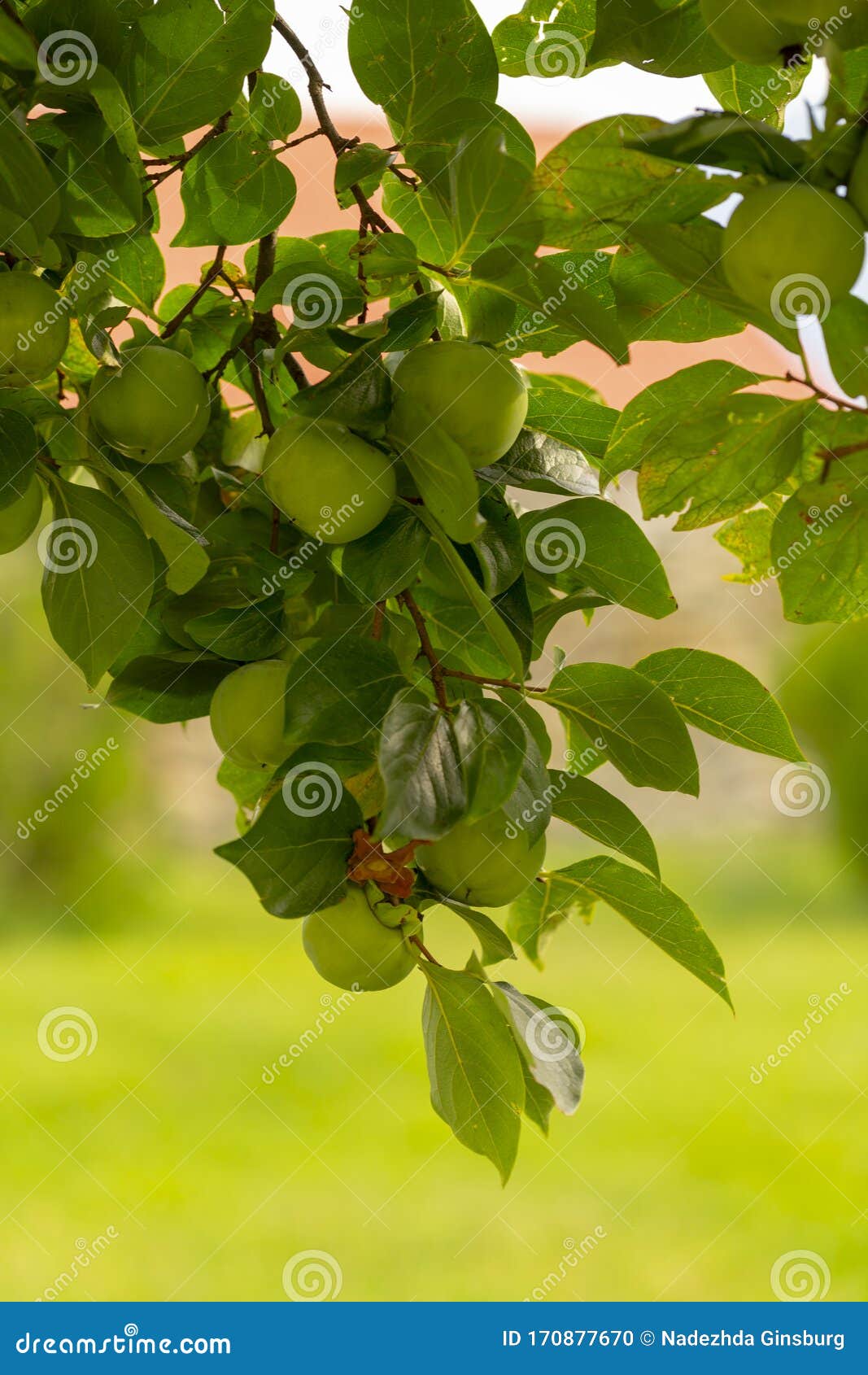 Green Persimmon on the Tree Stock Photo - Image of health, hand: 170877670