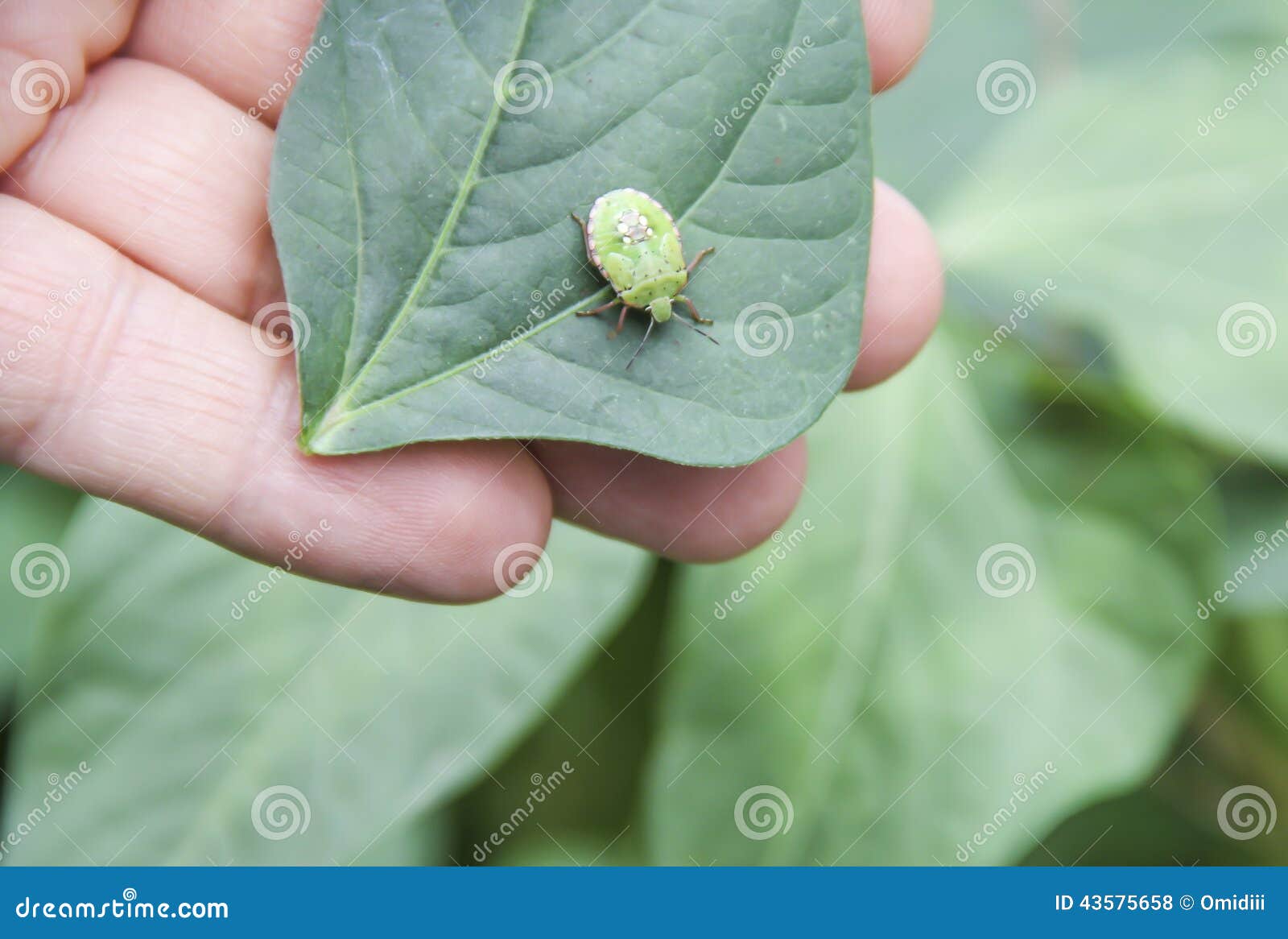 A green pest stock photo. Image of close, garden, shield - 43575658
