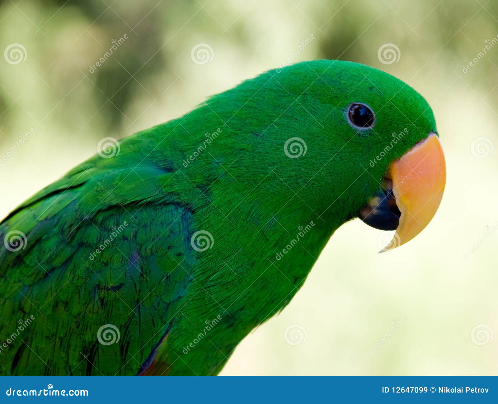 Green Pet Parrot with Orange Nose Stock Image - Image of maccaw, macaw ...