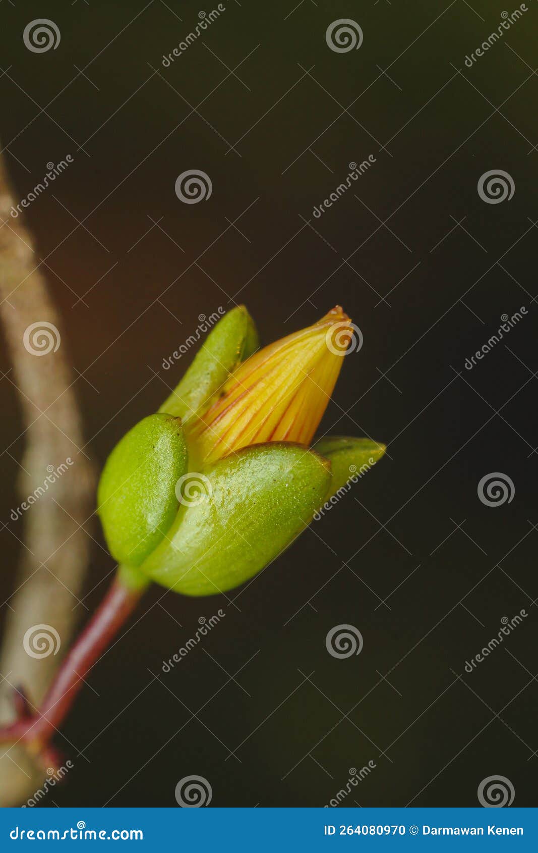 Green Petals Guard the Flower before it Develops Stock Photo - Image of ...
