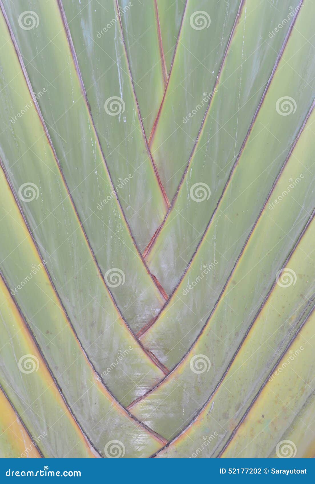 Green Petiole Pattern of Palm Traveller S Tree Stock Photo - Image of ...