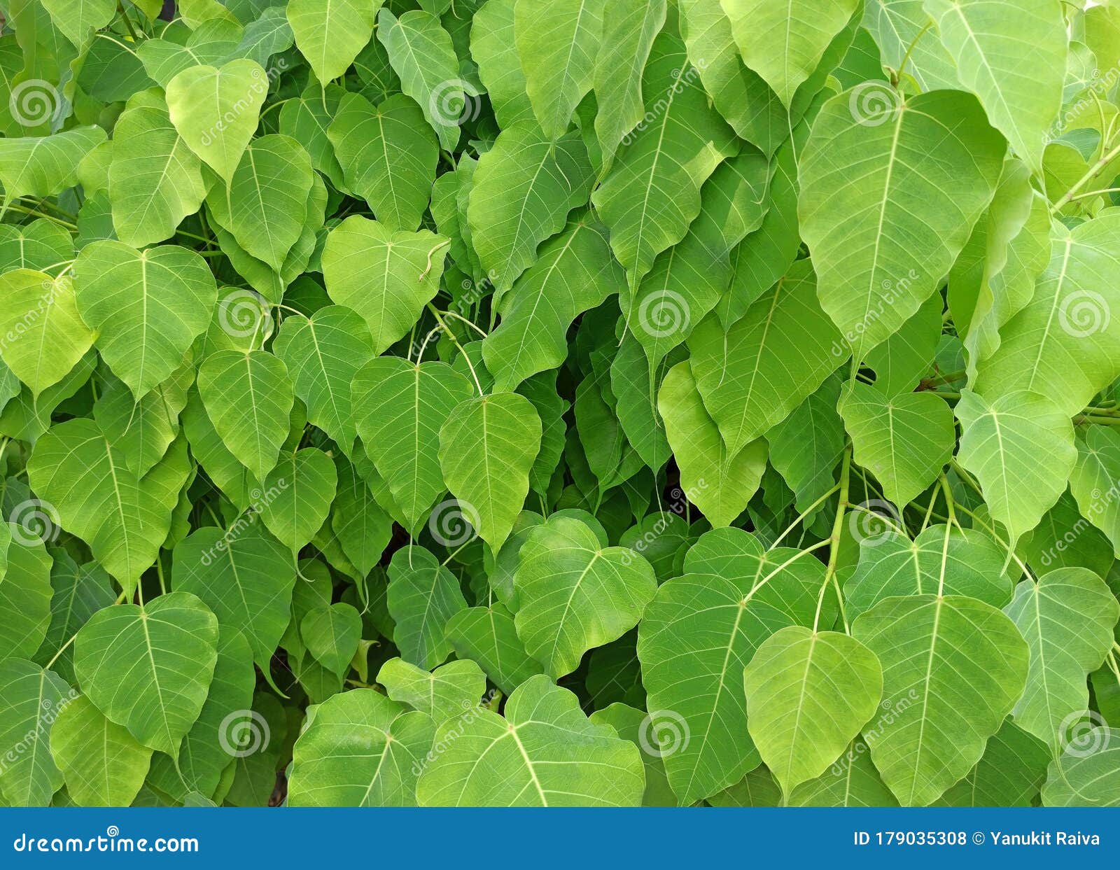 Green Pho Leaf on Tree in Summer Stock Photo - Image of colour, close ...