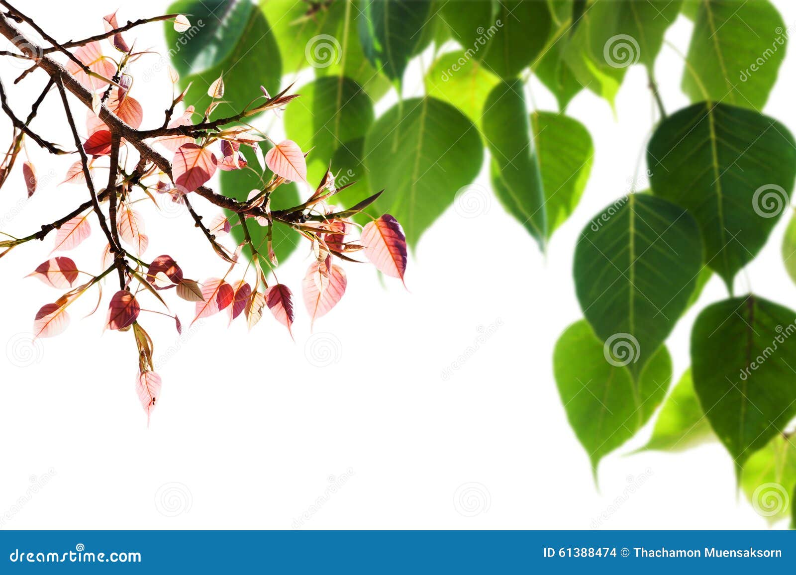 Green pho tree leaf stock photo. Image of summer, bodhi - 61388474