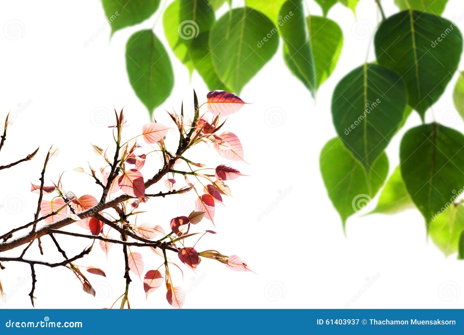 Green pho tree leaf stock image. Image of natural, bodhi - 61403937