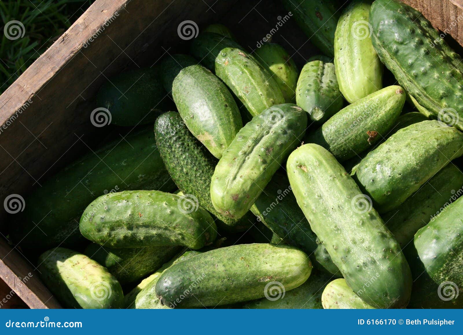 Green pickles - fresh stock photo. Image of green, fresh - 6166170