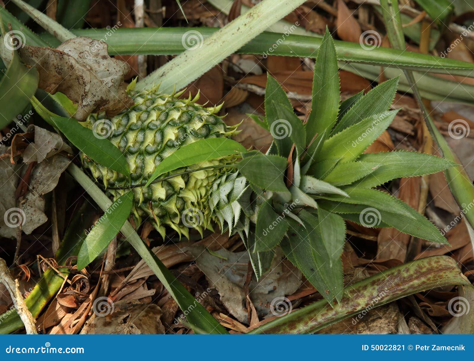 149 Pinaple Photos - Free & Royalty-Free Stock Photos from Dreamstime