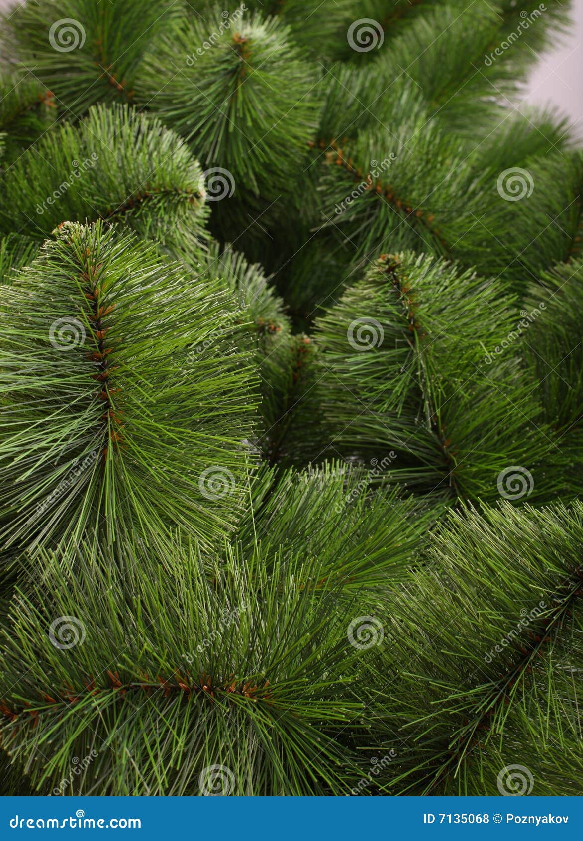 Green pine background . stock photo. Image of tree, design - 7135068
