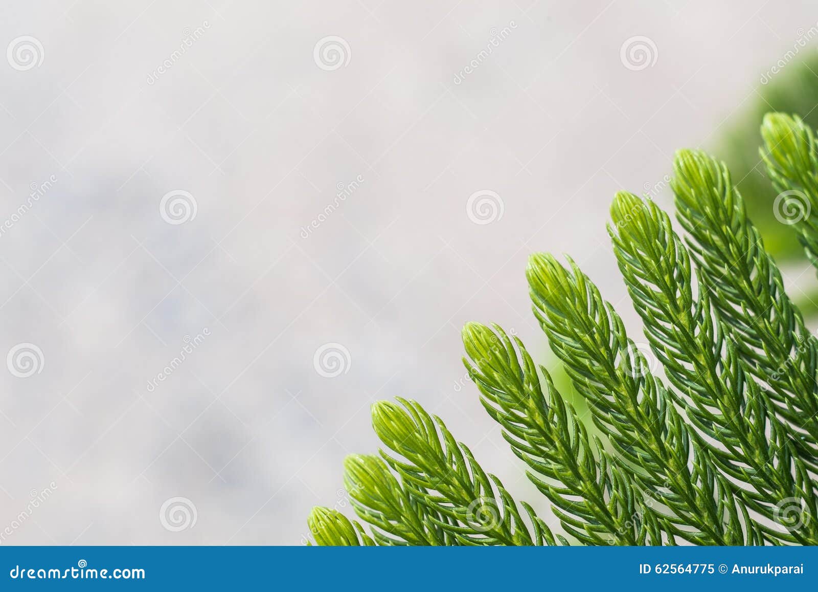 Green pine background stock image. Image of natural, abstract - 62564775