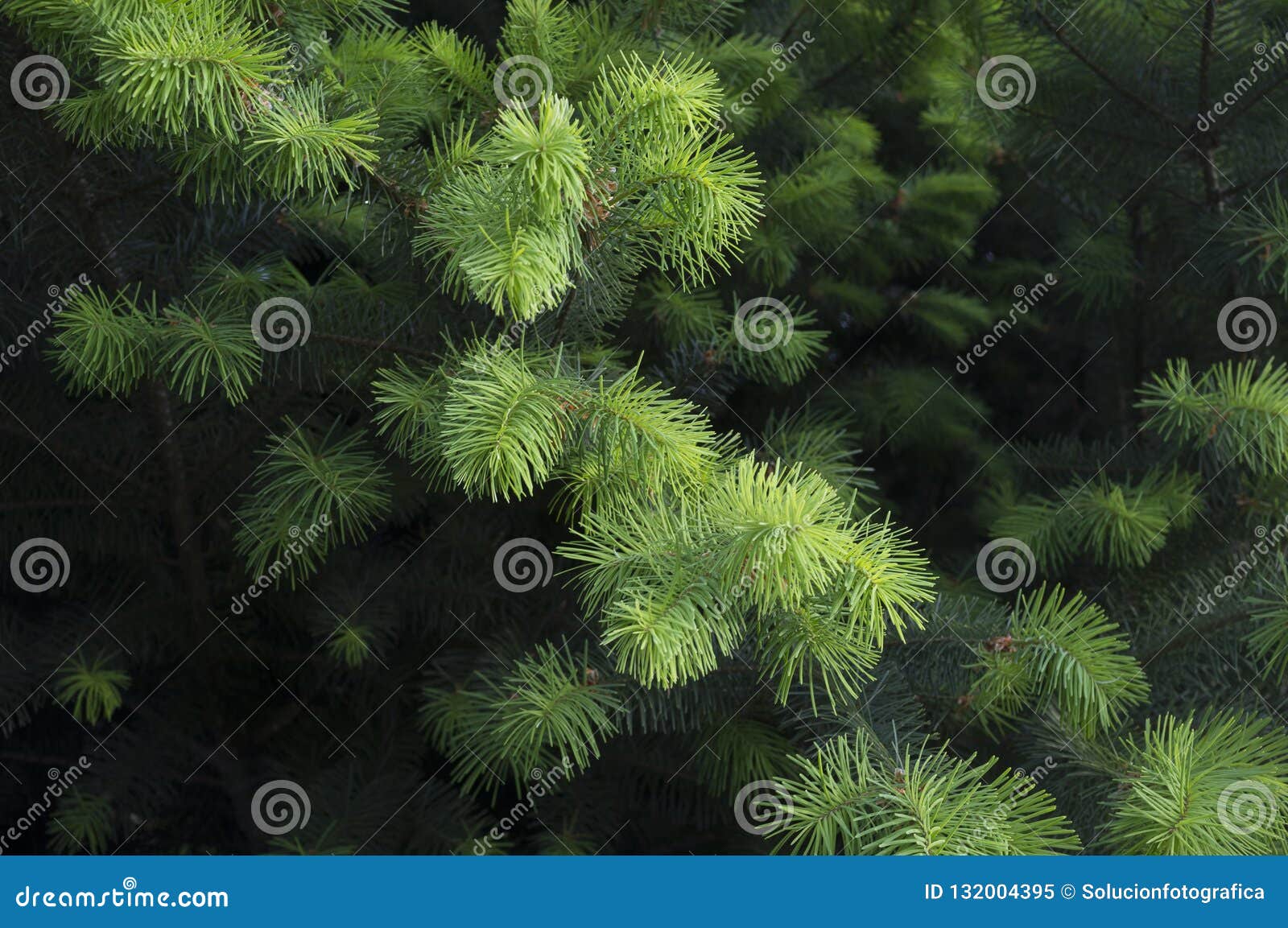 Green pine background stock image. Image of tree, wilderness - 132004395