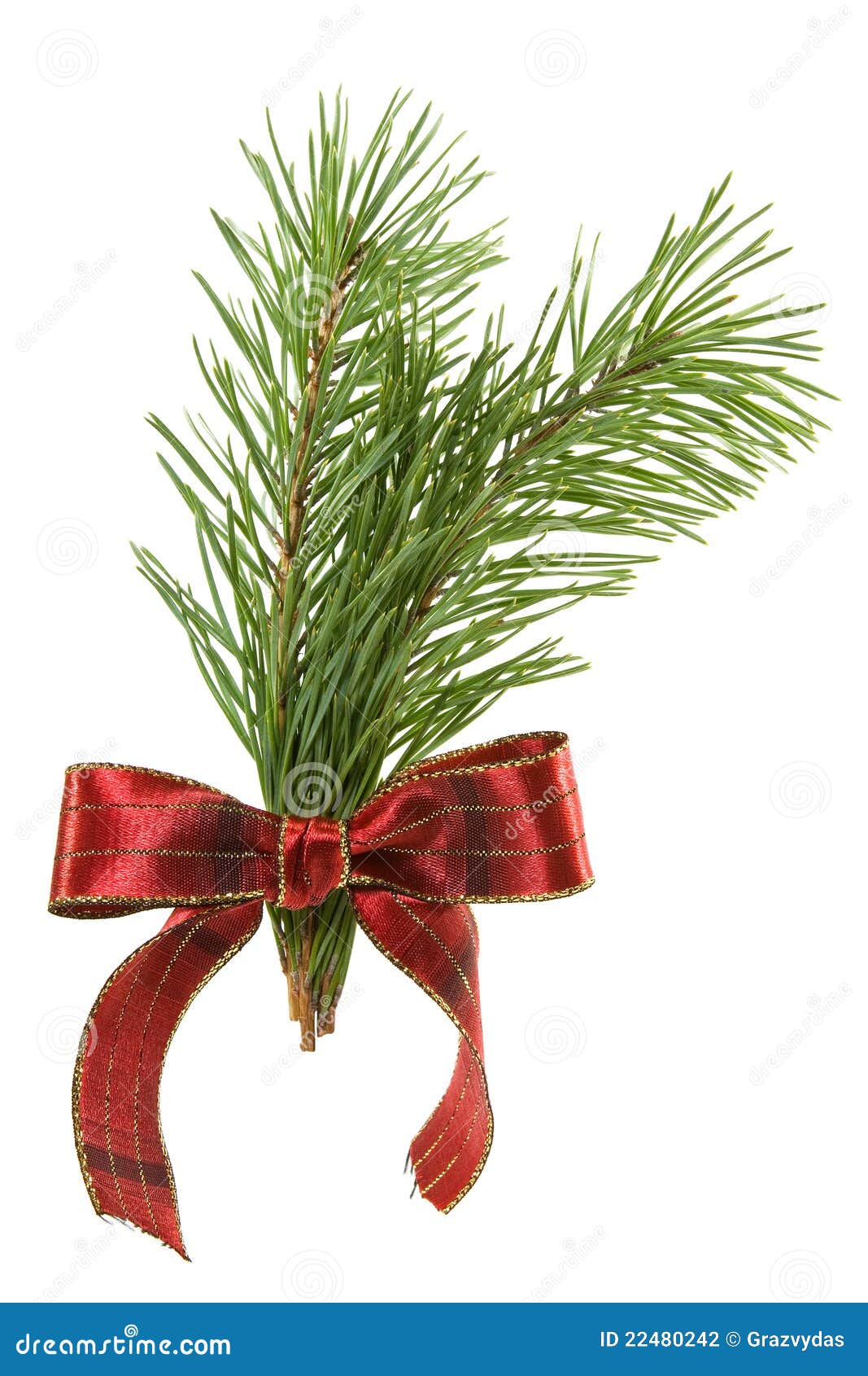 Green Pine Branch with Red Bow Stock Photo - Image of evergreen, branch ...