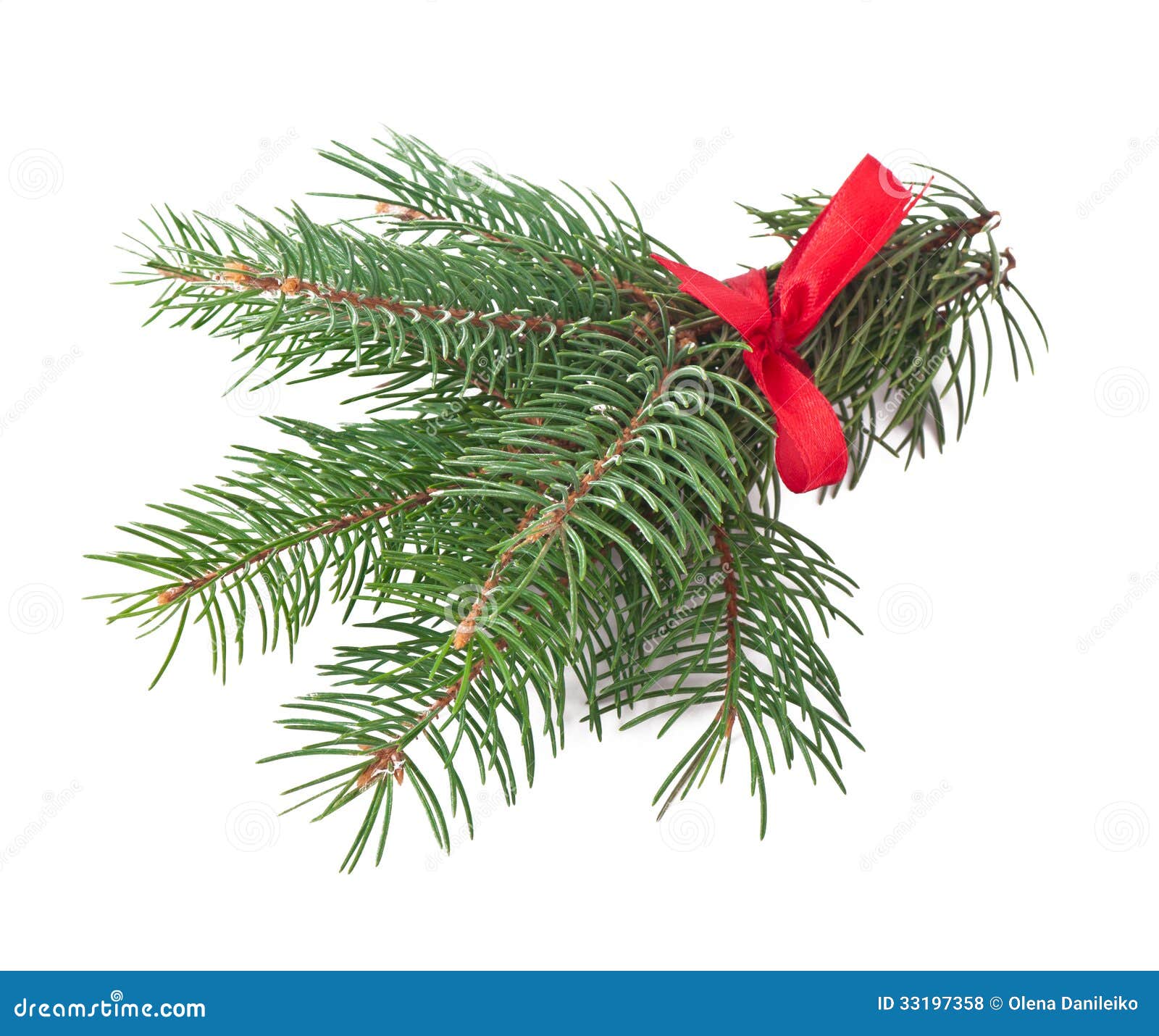 Green Pine Branch with Red Bow Stock Photo - Image of celebration ...