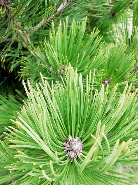 Green Pine Branch with Sharp Needles. Stock Image - Image of trees ...